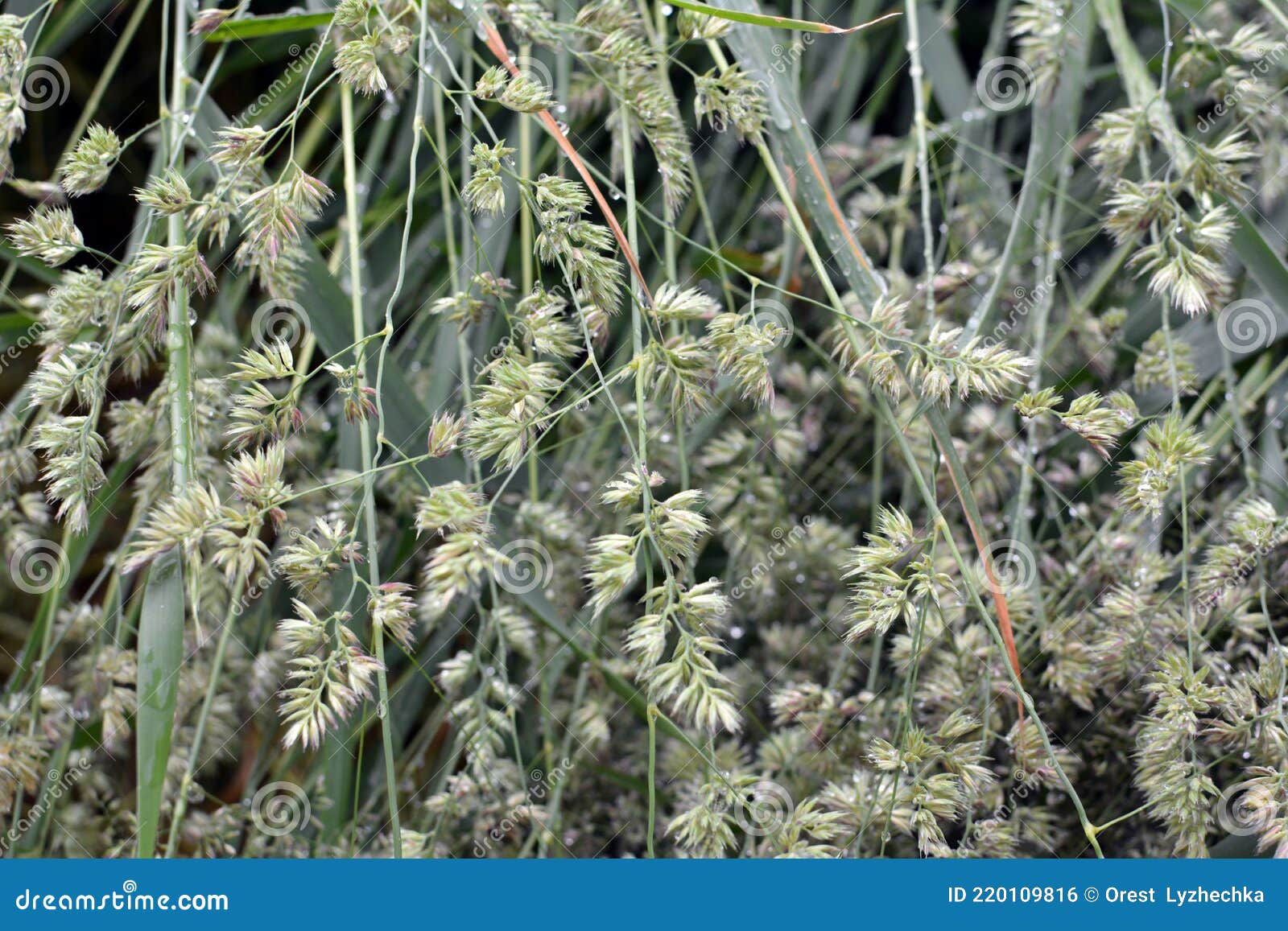Flowering Fodder Grass Dactylis Glomerata Stock Photo - Image of detail ...