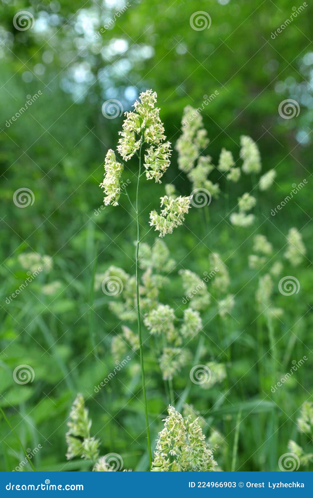 Flowering Fodder Grass Dactylis Glomerata Stock Image - Image of nature ...
