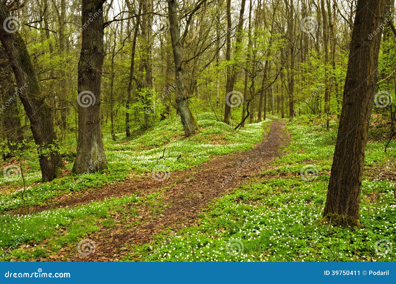 Flowering forest stock image. Image of april, forest - 39750411