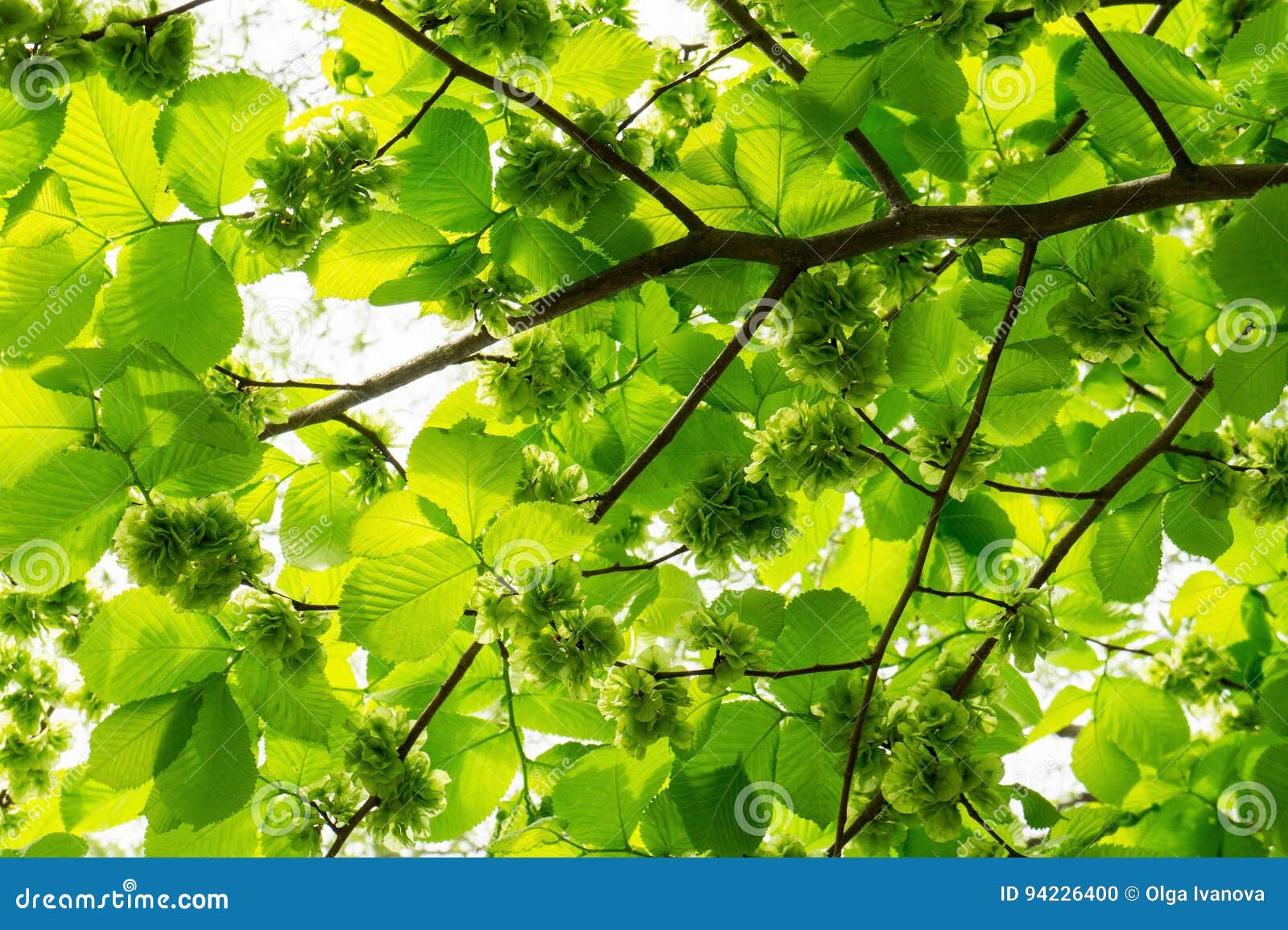 Flowering forest hazel stock photo. Image of rest, green - 94226400
