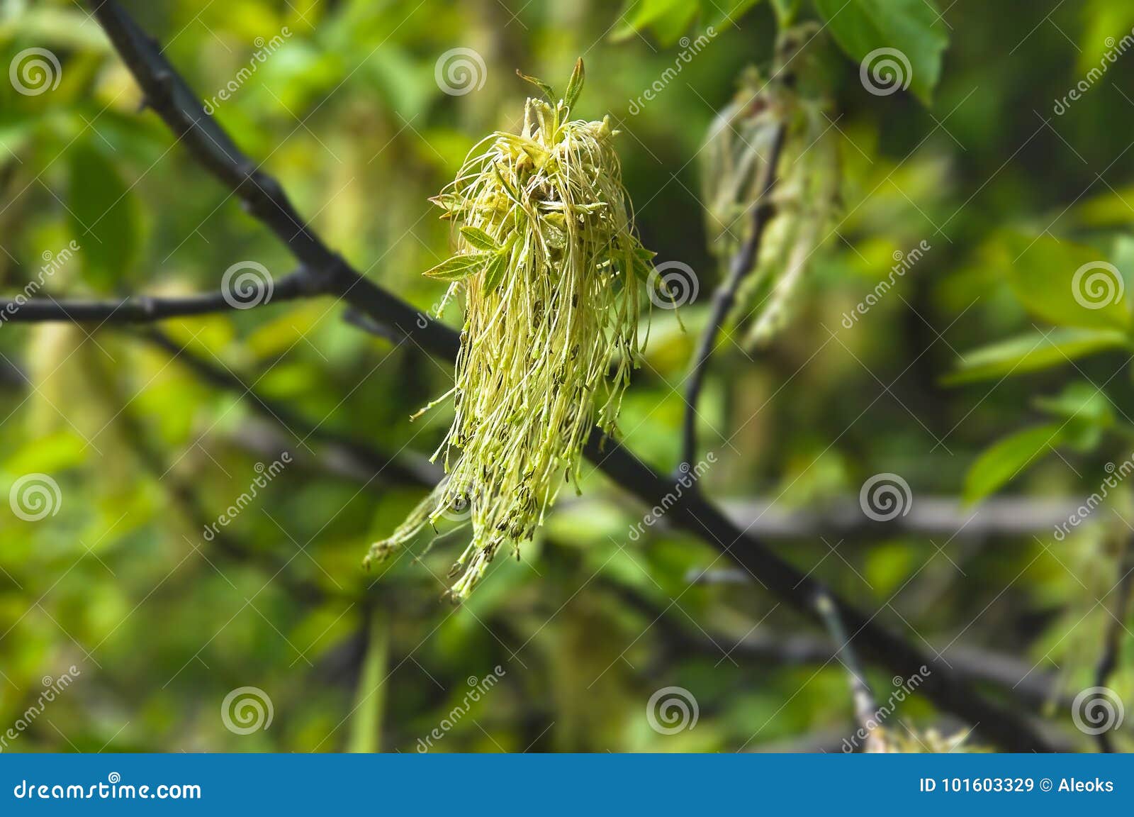 Flowering Fraxinus Excelsior in the Spring Stock Image - Image of olive ...