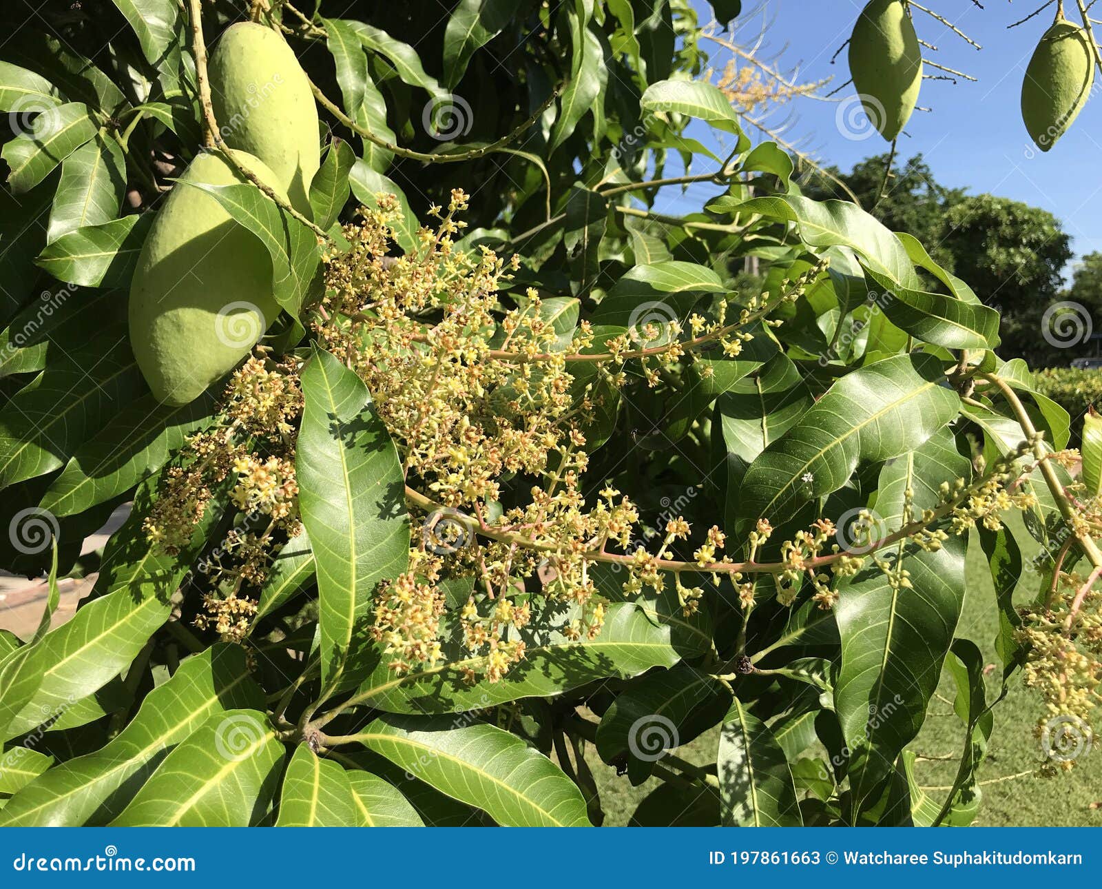 Flowering and Fruit of Mango Tree in Thailand. Stock Image - Image of ...