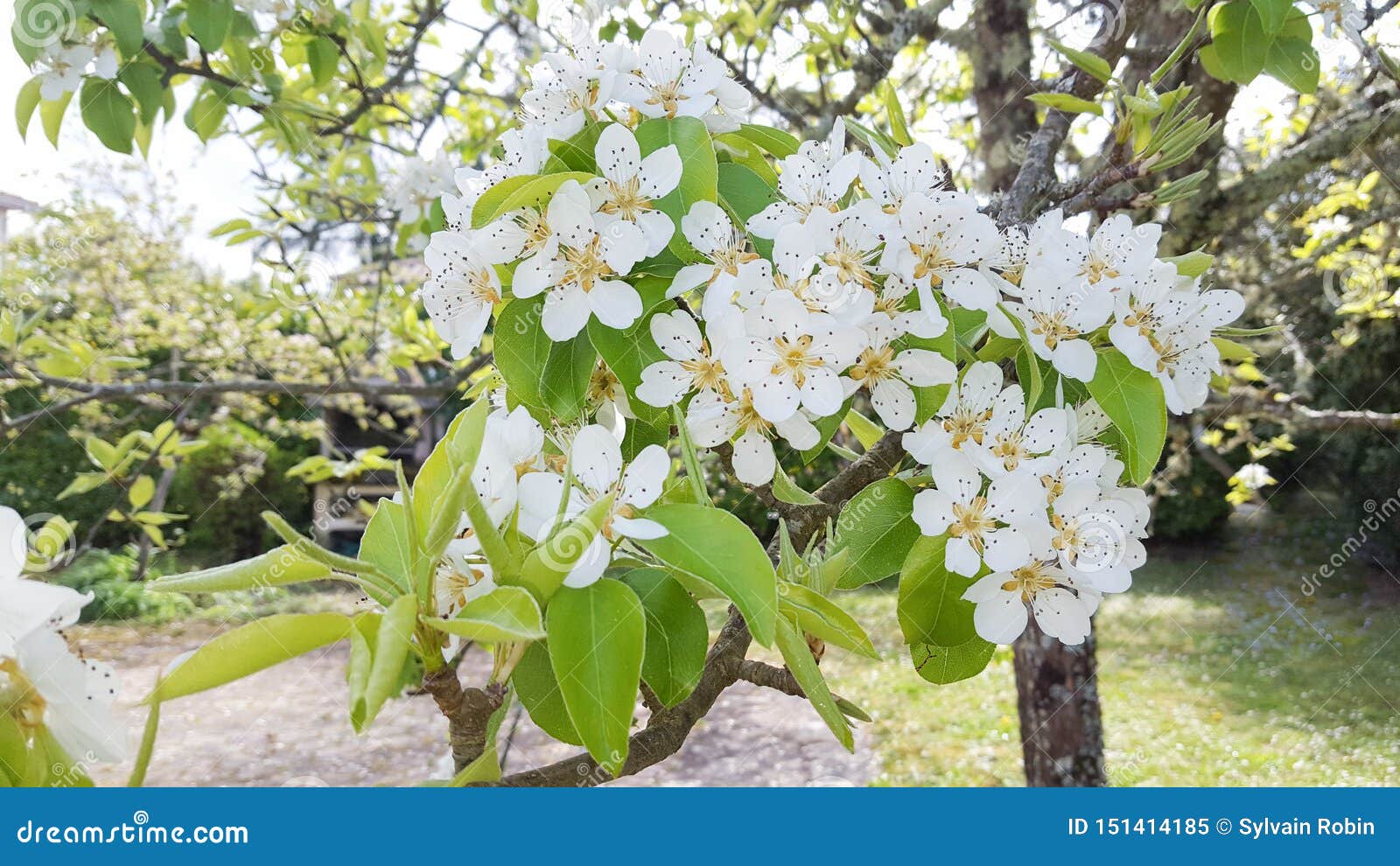Flowering Fruit Pear Tree in Spring Garden Stock Image - Image of plant ...