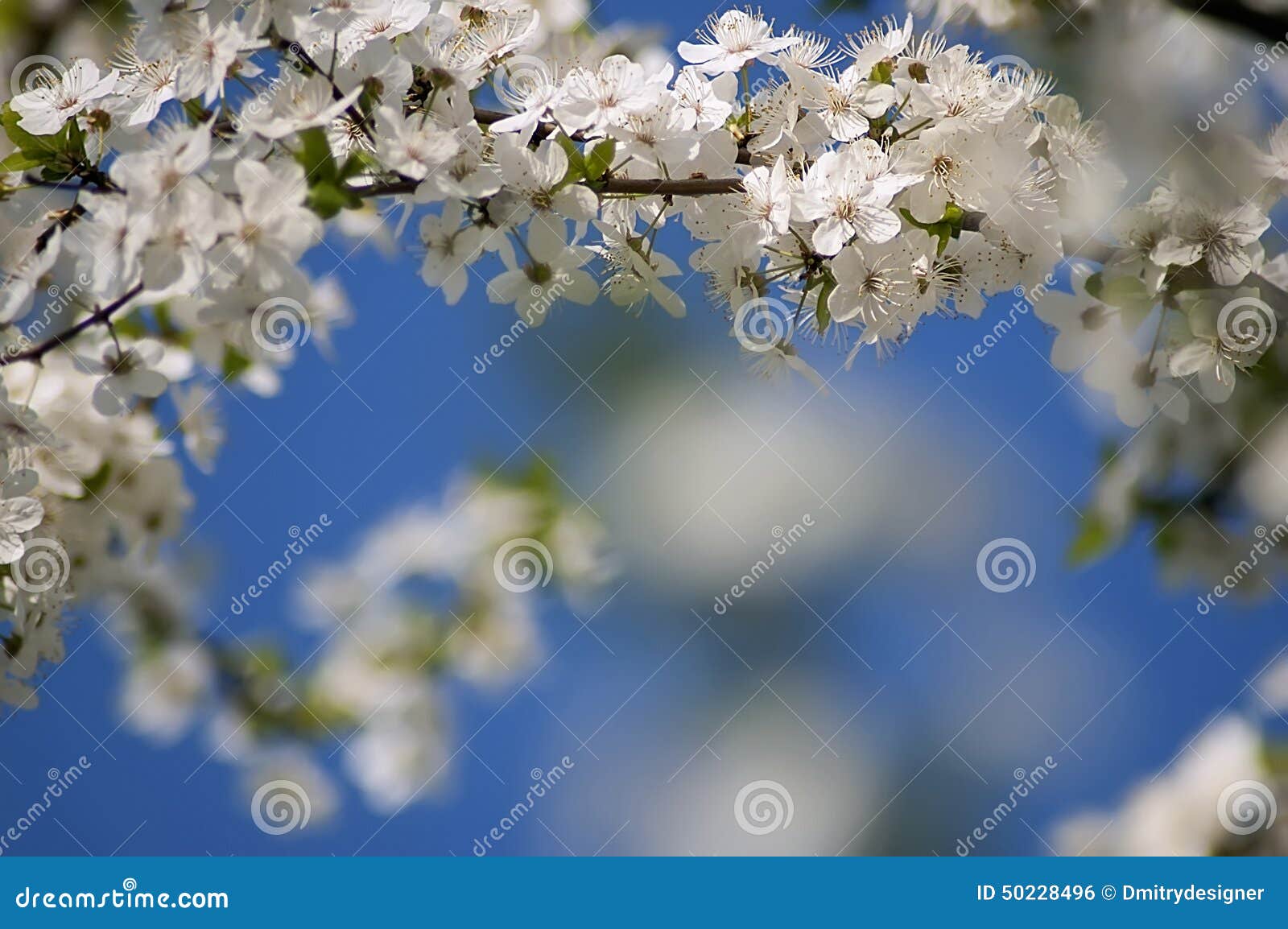 Flowering fruit tree stock photo. Image of spring, orchard - 50228496 Flowering fruit tree stock photo. Image of spring, orchard - 50228496