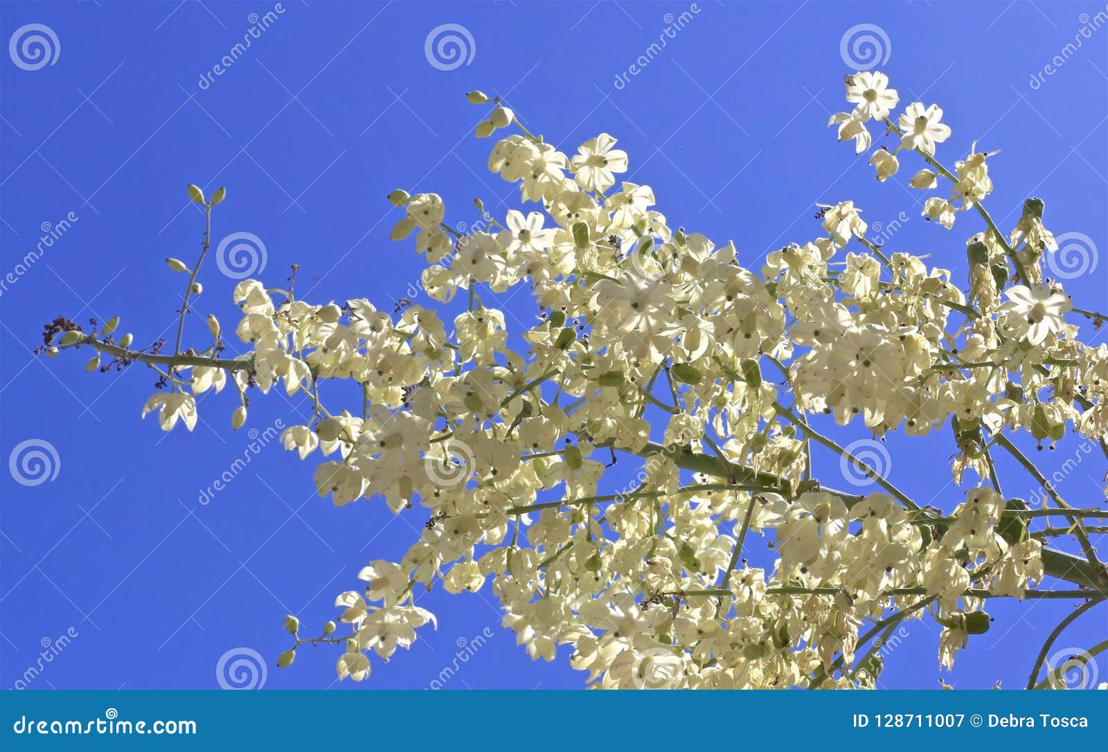 Flowering fruit tree stock image. Image of fruit, white - 128711007 Flowering fruit tree stock image. Image of fruit, white - 128711007