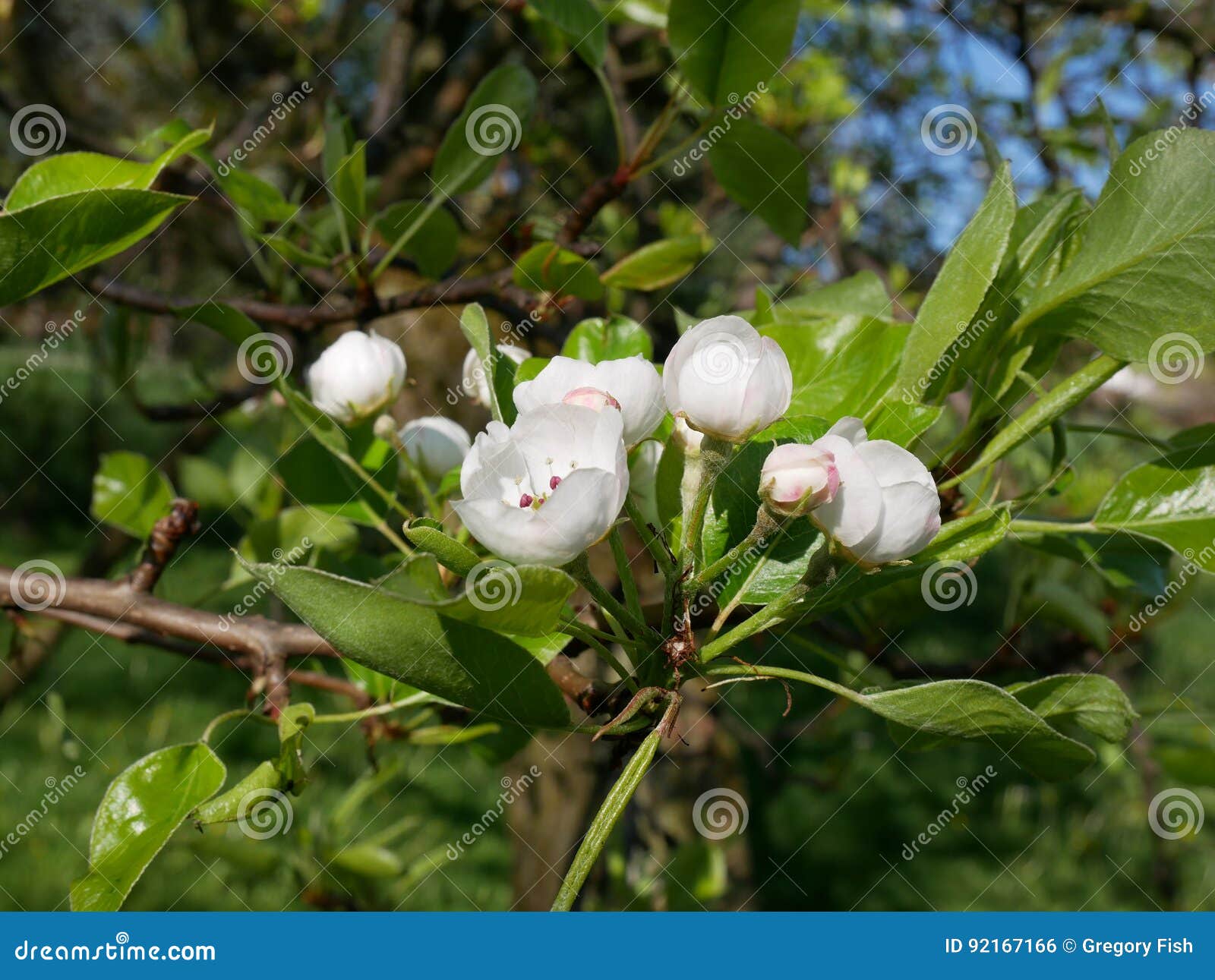 Flowering of Fruit Trees in Early Spring. Delicate Pink Flowers of Pear ...