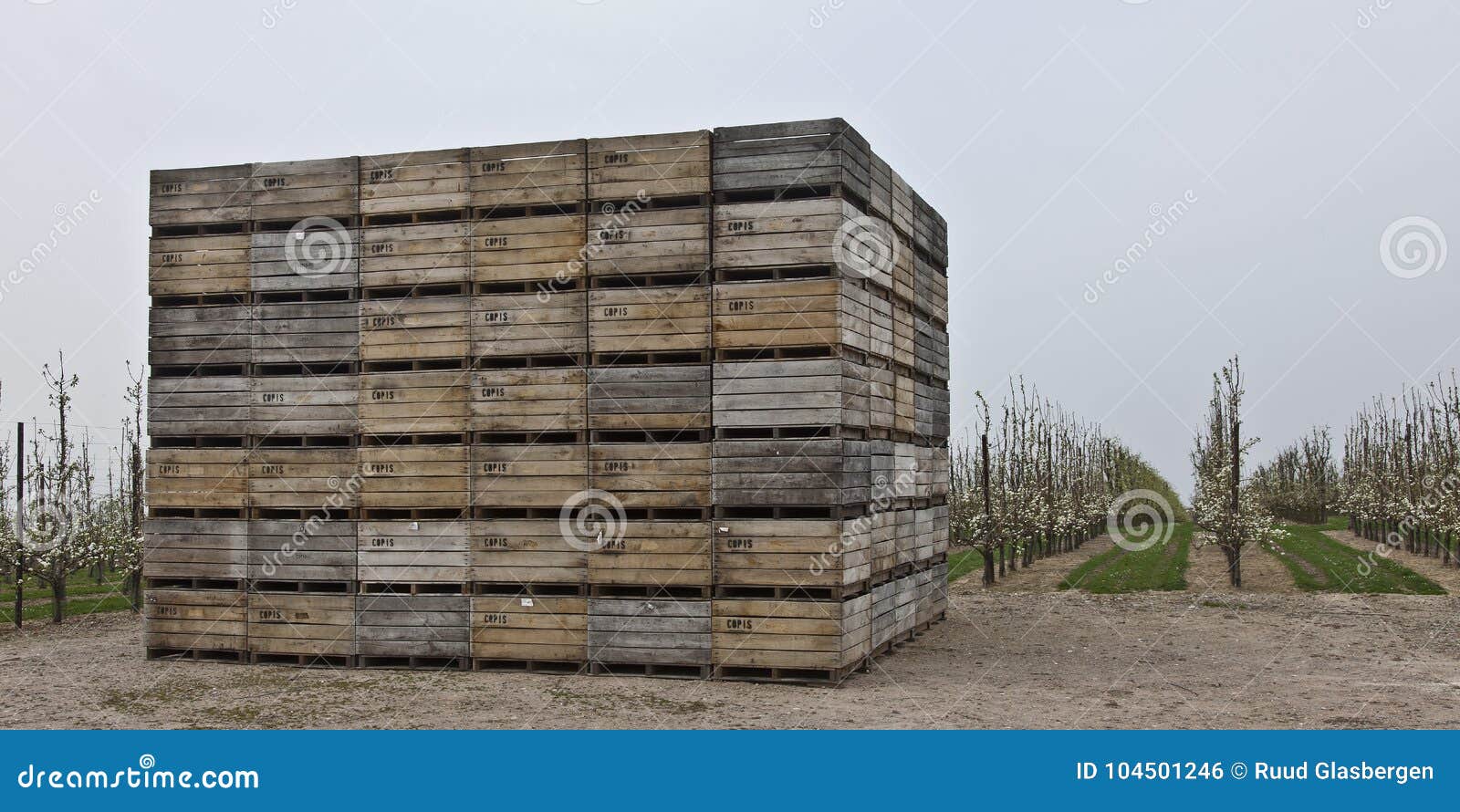 Flowering Fruit Trees in Spring in the Commercial Orchard Editorial ...