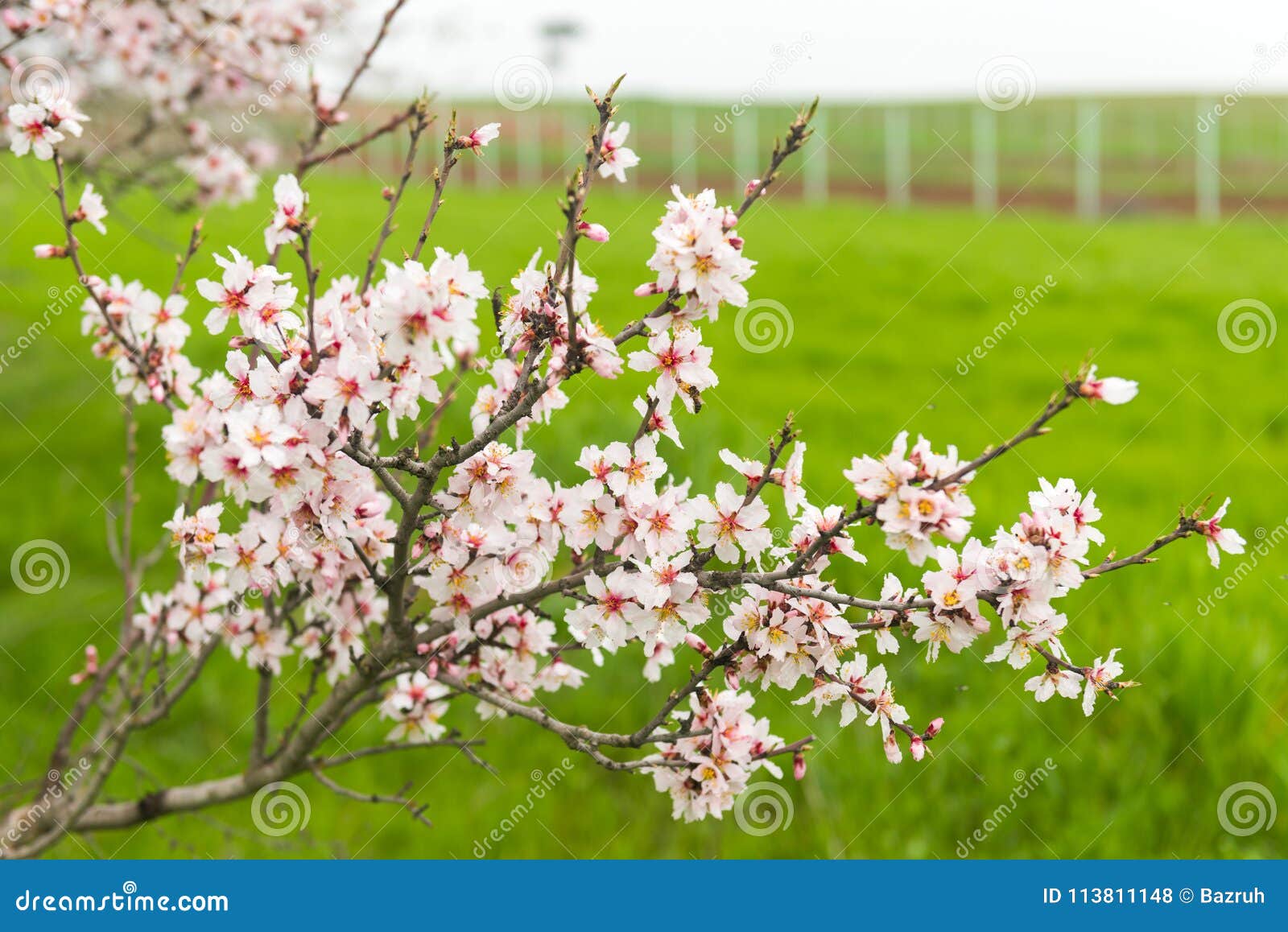 Flowering Fruit Trees in Spring Orchard Stock Photo - Image of cherry ...