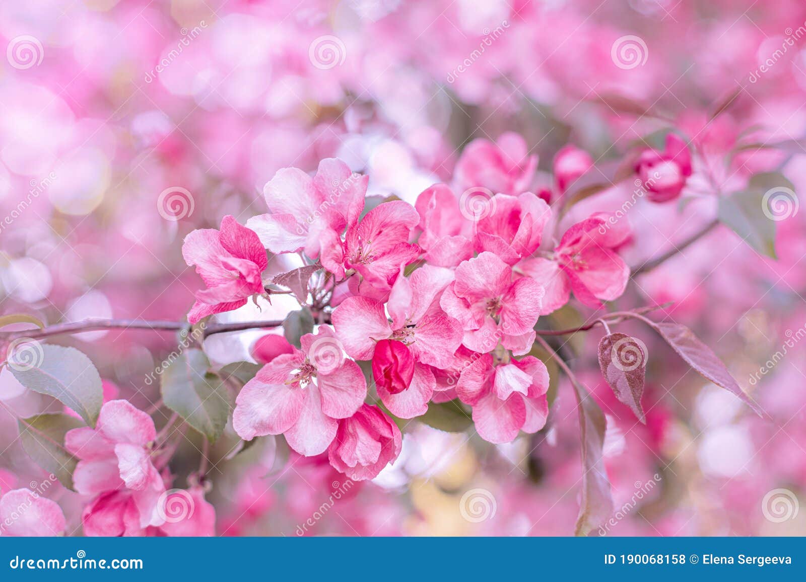 Flowering Fruit Trees in Spring Stock Photo - Image of fresh, flowers ...