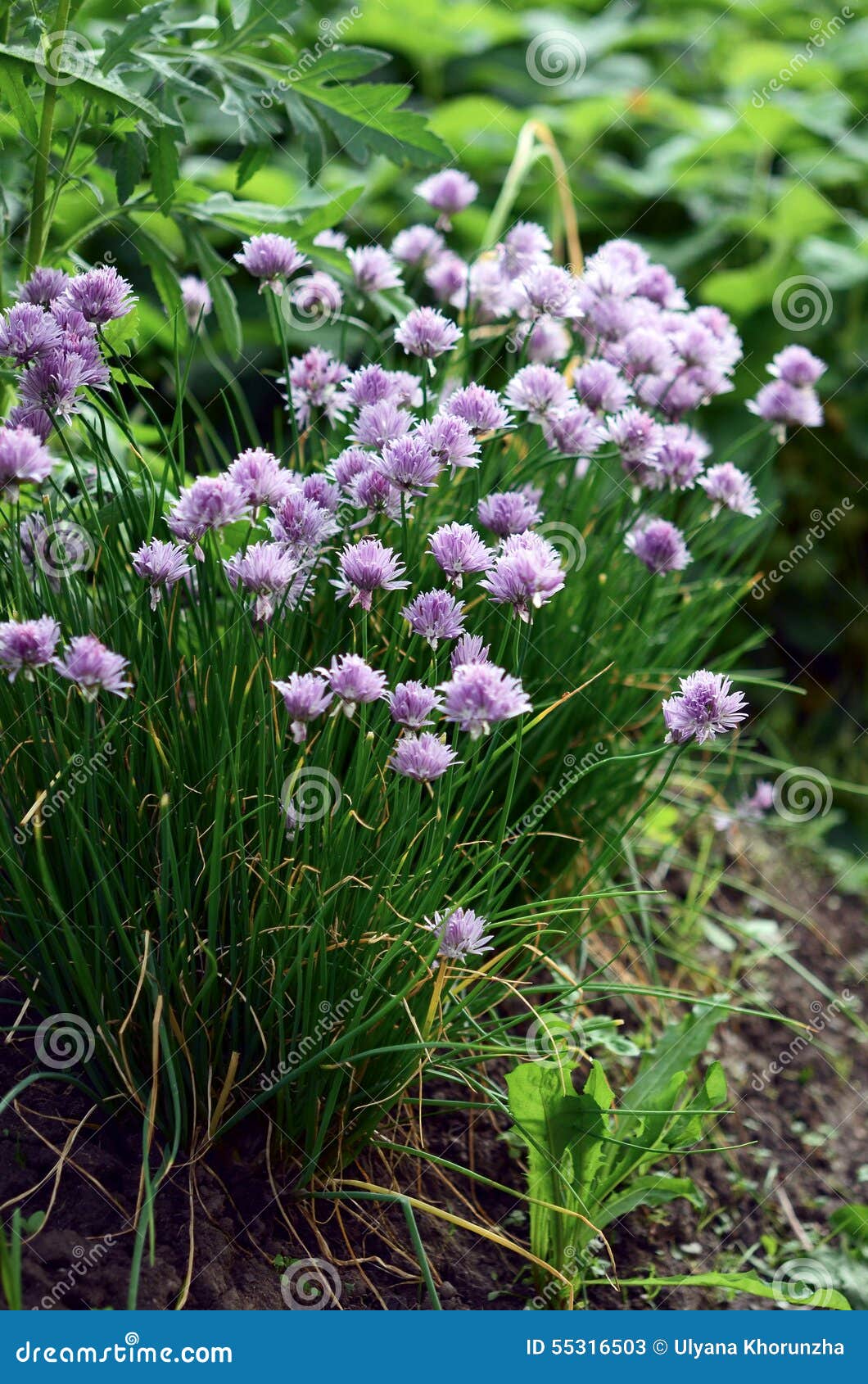Flowering Garden Plant a Shallot Stock Image - Image of feed, growing ...