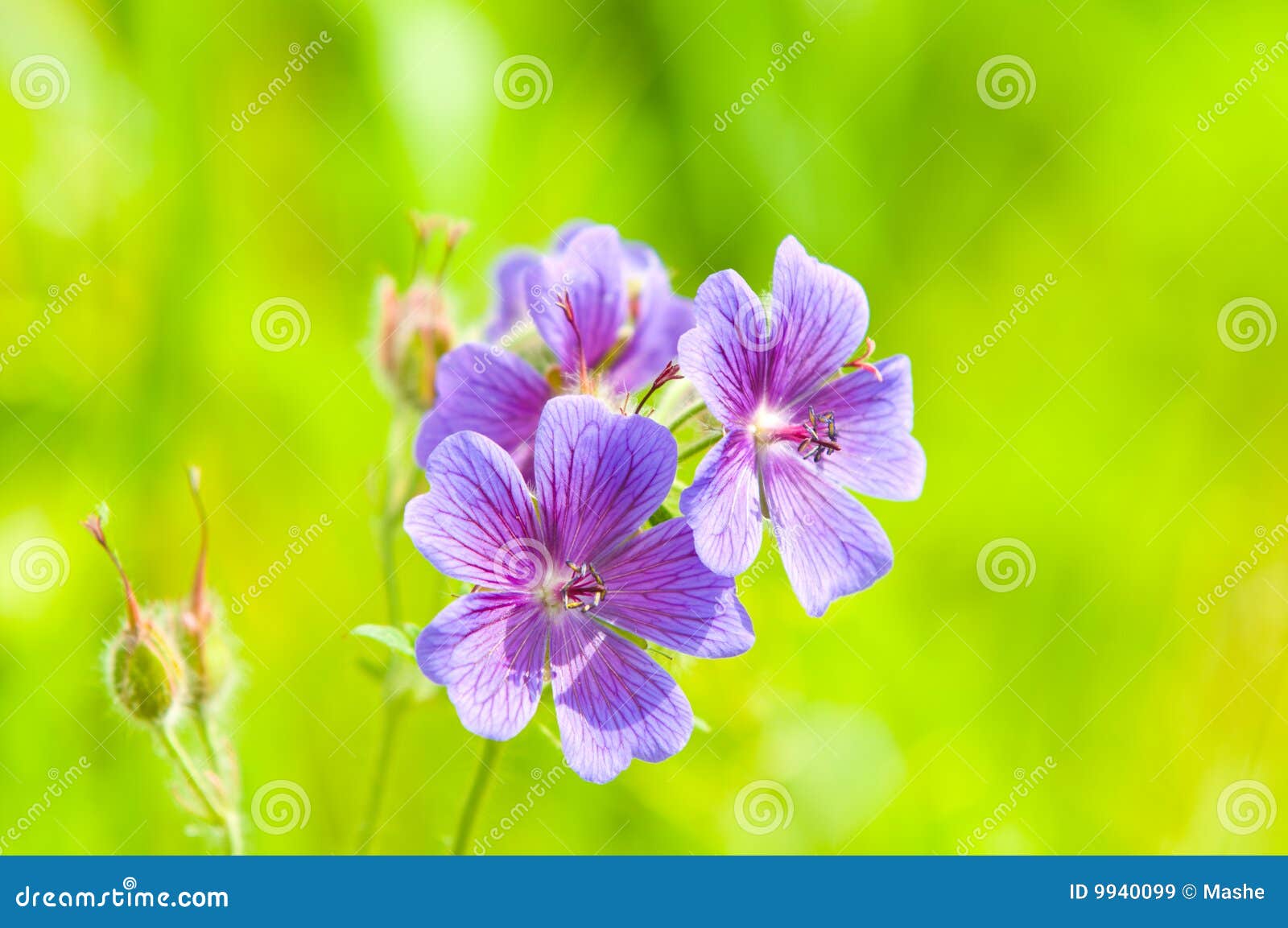 Flowering geranium stock image. Image of plant, growth - 9940099