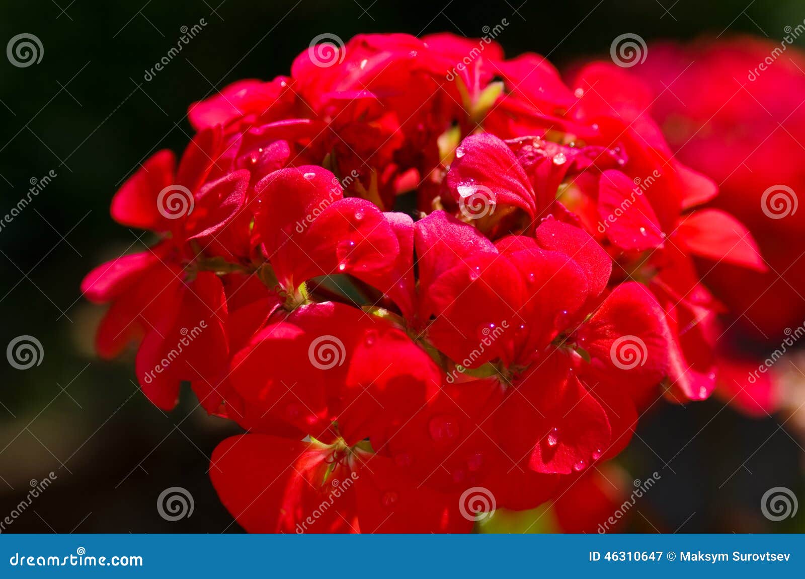 Flowering geranium stock image. Image of outdoors, garden - 46310647