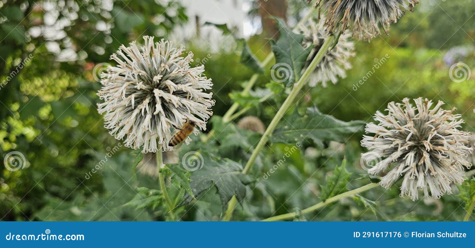 A Flowering Globe Thistle (Echinops Sphaerocephalus) with a Bee Stock ...