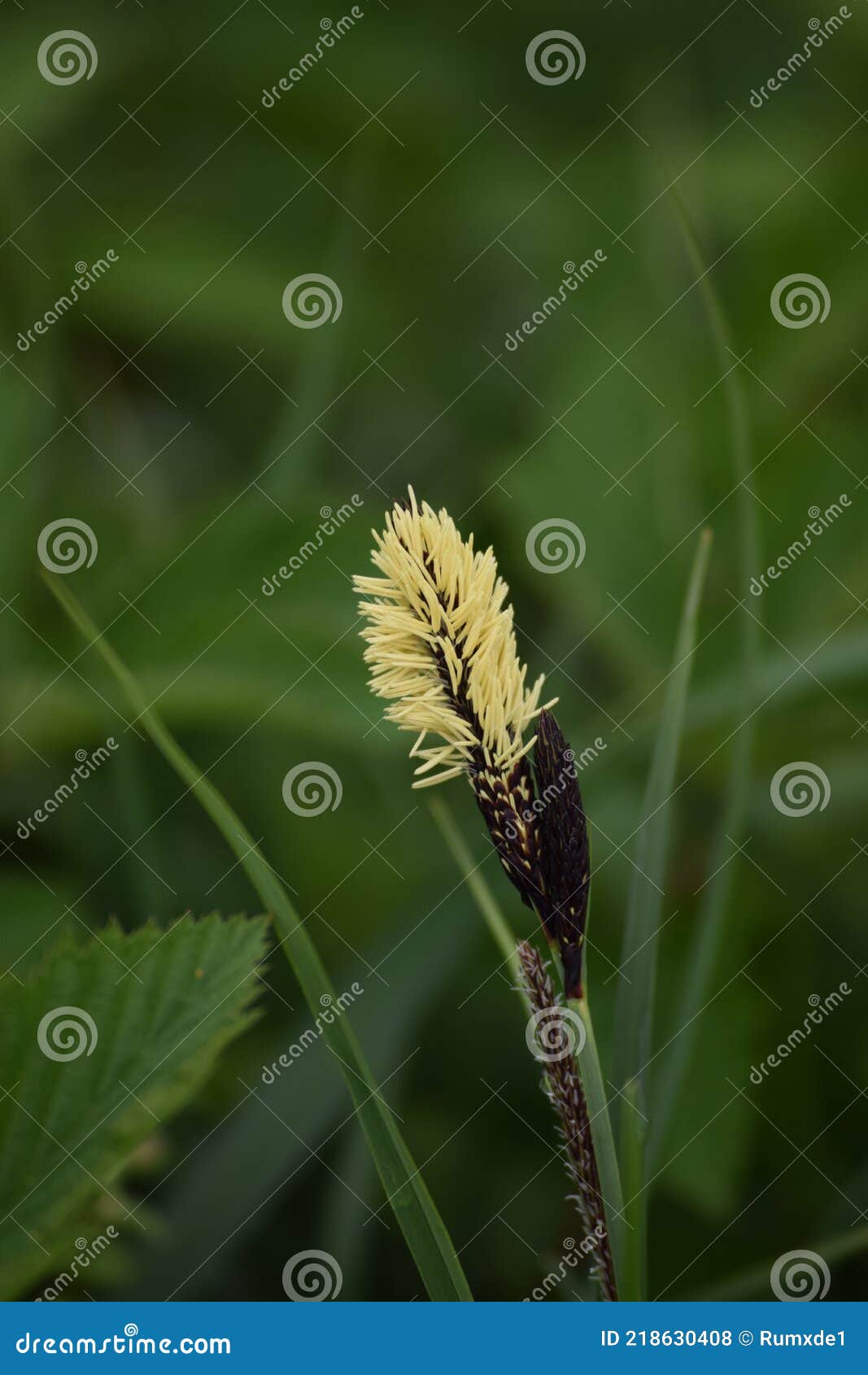 Gold sedge stock photo. Image of golden, stems, aurea - 218630408