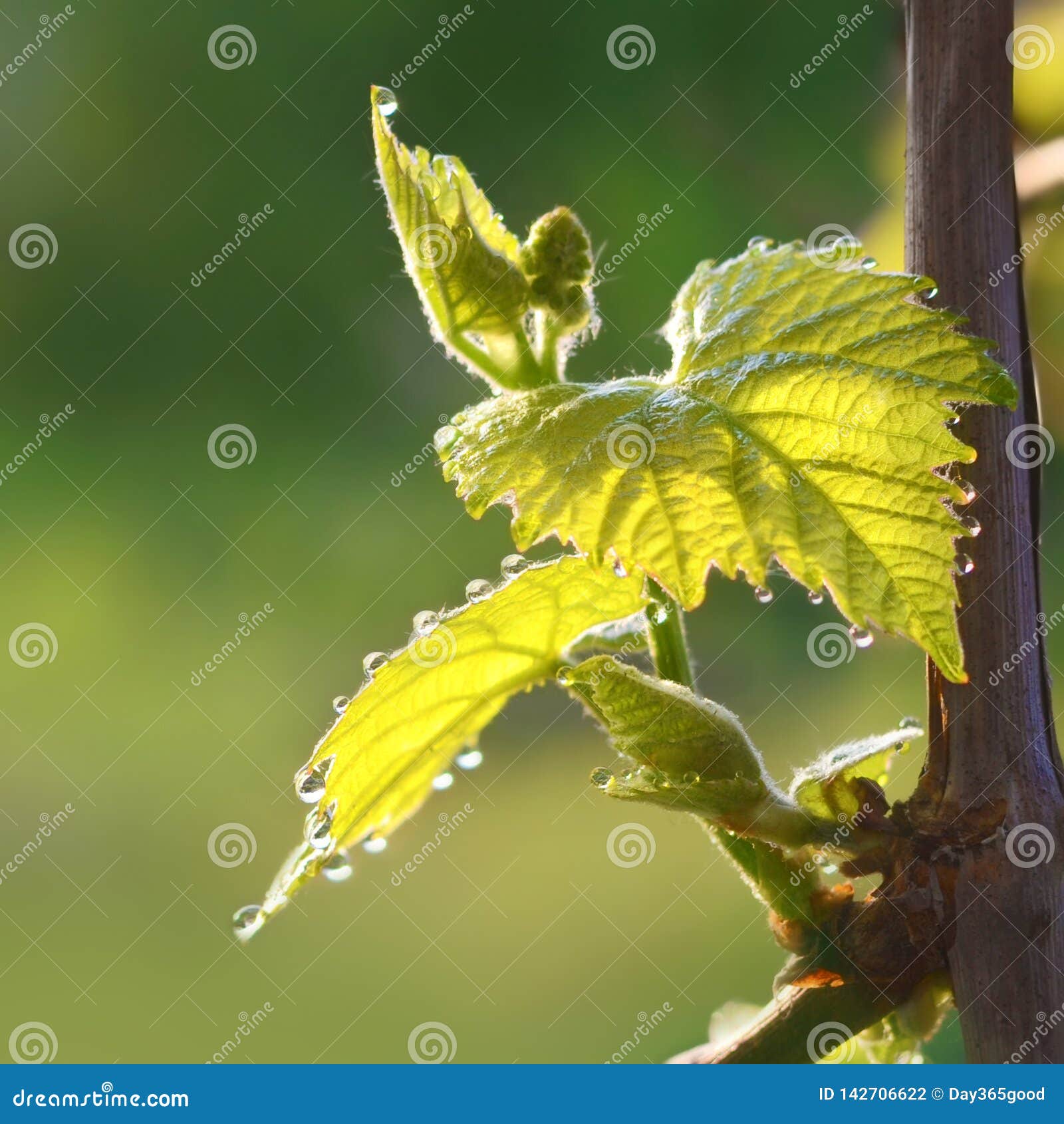 Flowering of the Grape in the Spring. Young Leaves of Grapes with Drops ...