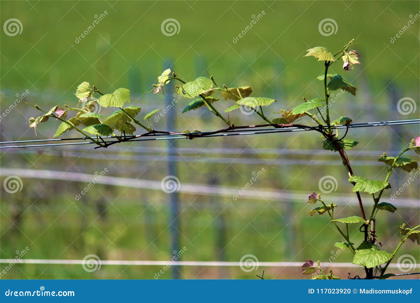 Flowering Grape Vine stock photo. Image of agriculture - 117023920