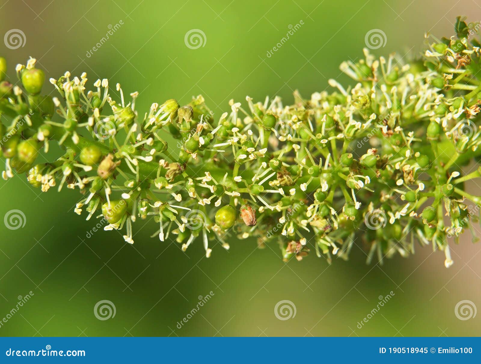 Flowering grape vine stock image. Image of unripe, green - 190518945