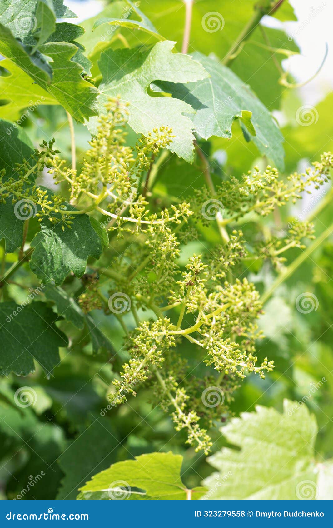 Flowering Grapes. Growing Grapes in the Garden Stock Photo - Image of ...