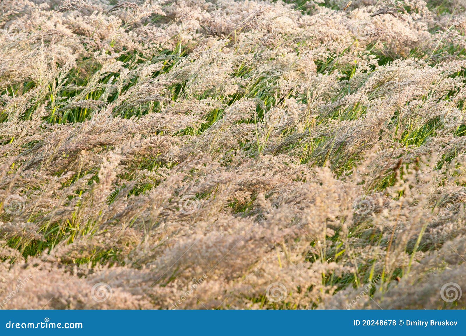 Flowering grass stock photo. Image of natural, autumn - 20248678