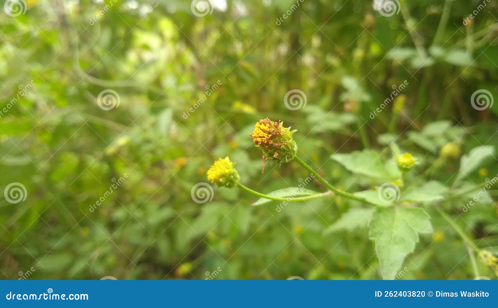 Flowering Grass among the Bushes Stock Photo - Image of meadow, grass ...