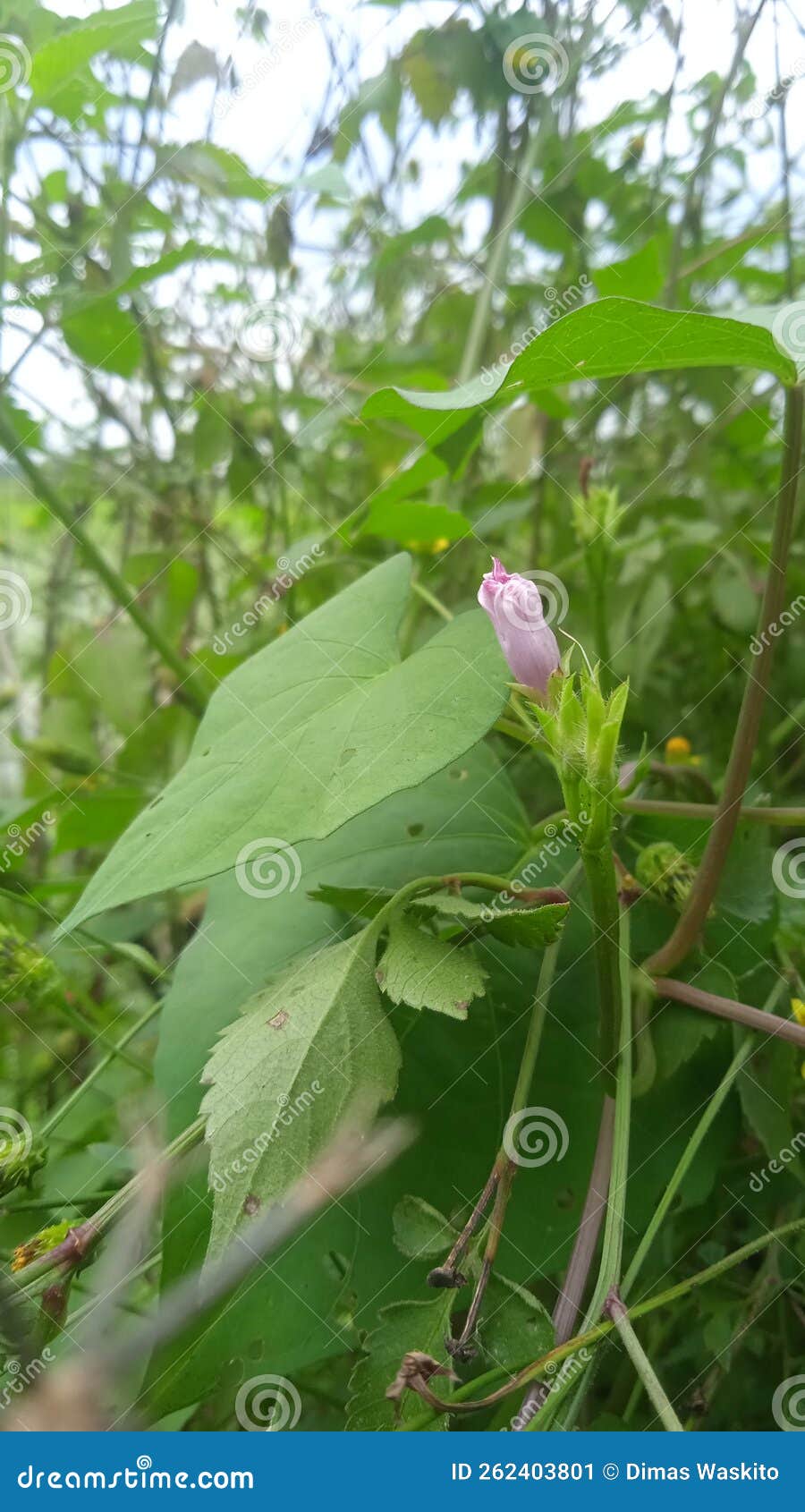 Flowering Grass Among The Bushes Stock Image Image Of Blossom Nature 262403801