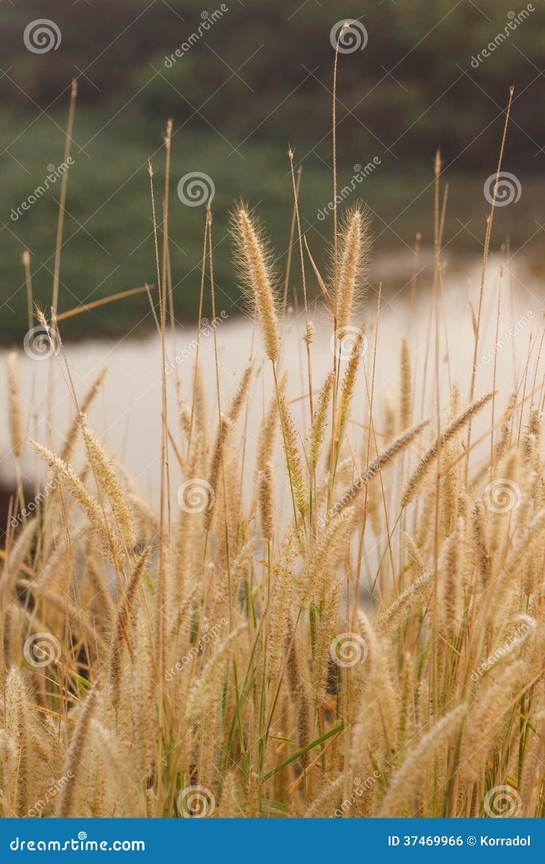 Flowering grass stock photo. Image of head, herbage, green - 37469966