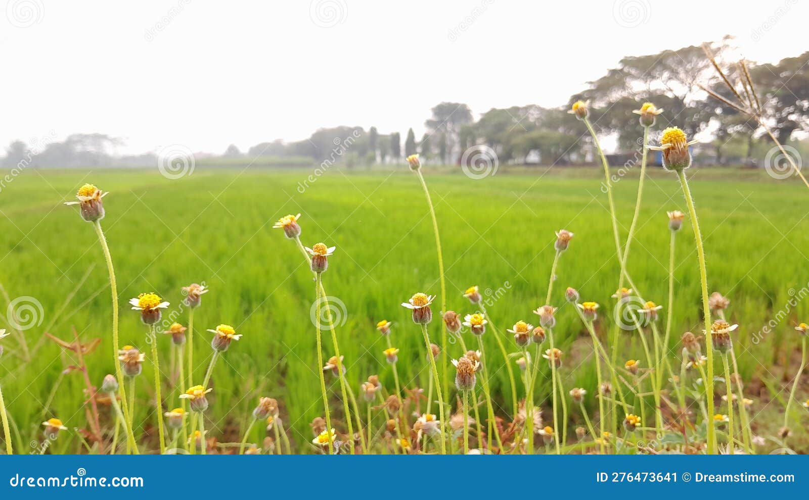 Flowering Grass Grows on the Edge Og the Rice Fields Stock Image ...
