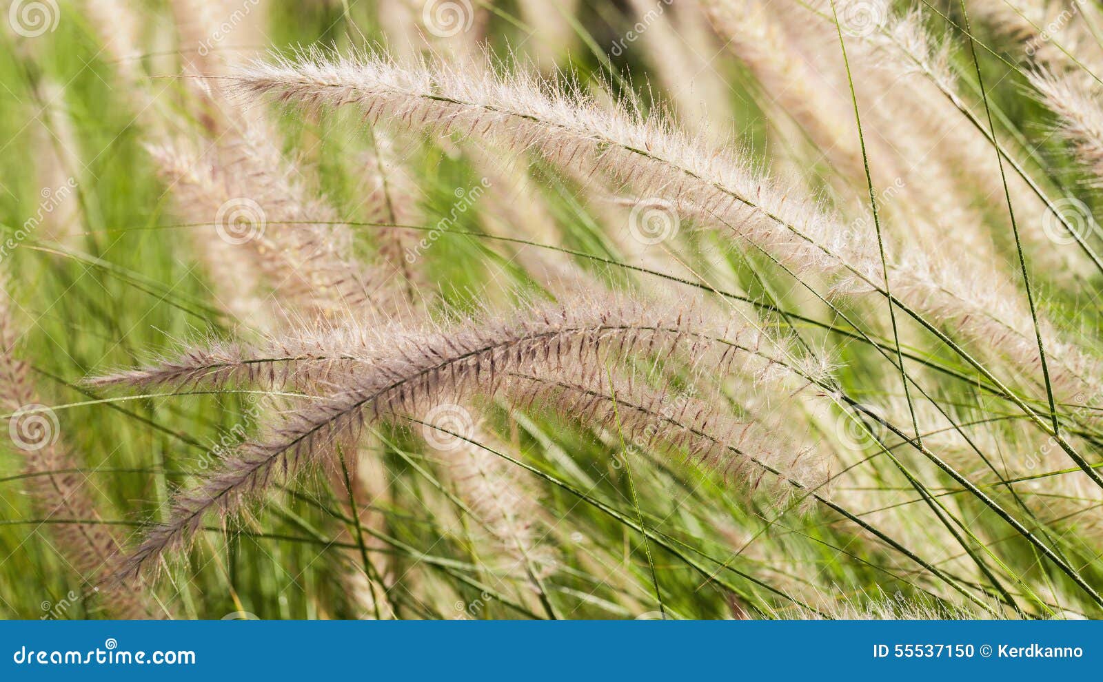 Flowering grass stock photo. Image of biology, crosswise - 55537150