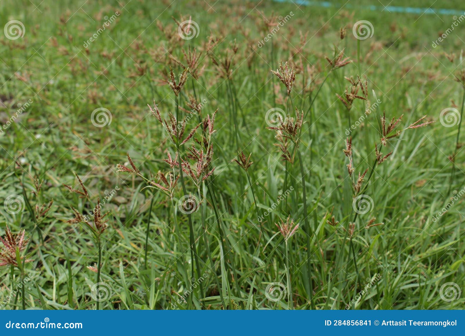 Flowering Grass , Natal Grass , Ruby Grass, Stock Image - Image of ruby ...