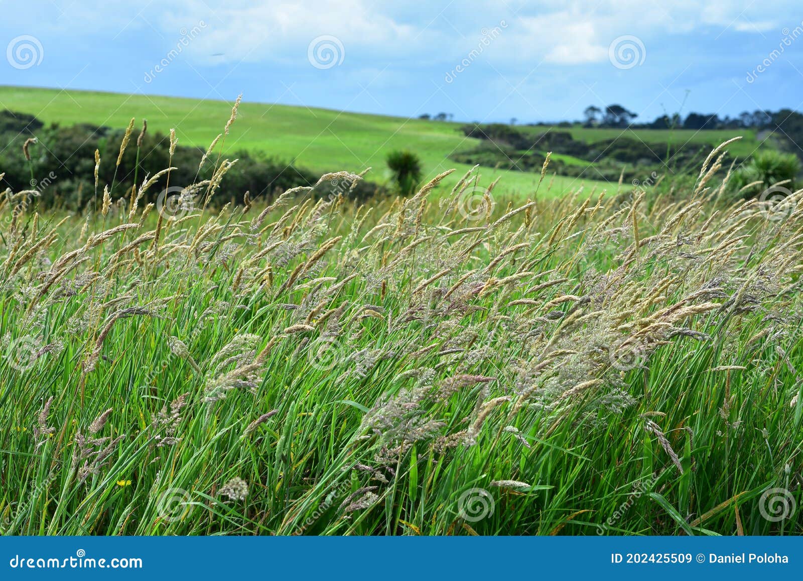 Flowering Grass Stems Bent with Wind Stock Image - Image of farm, stems ...