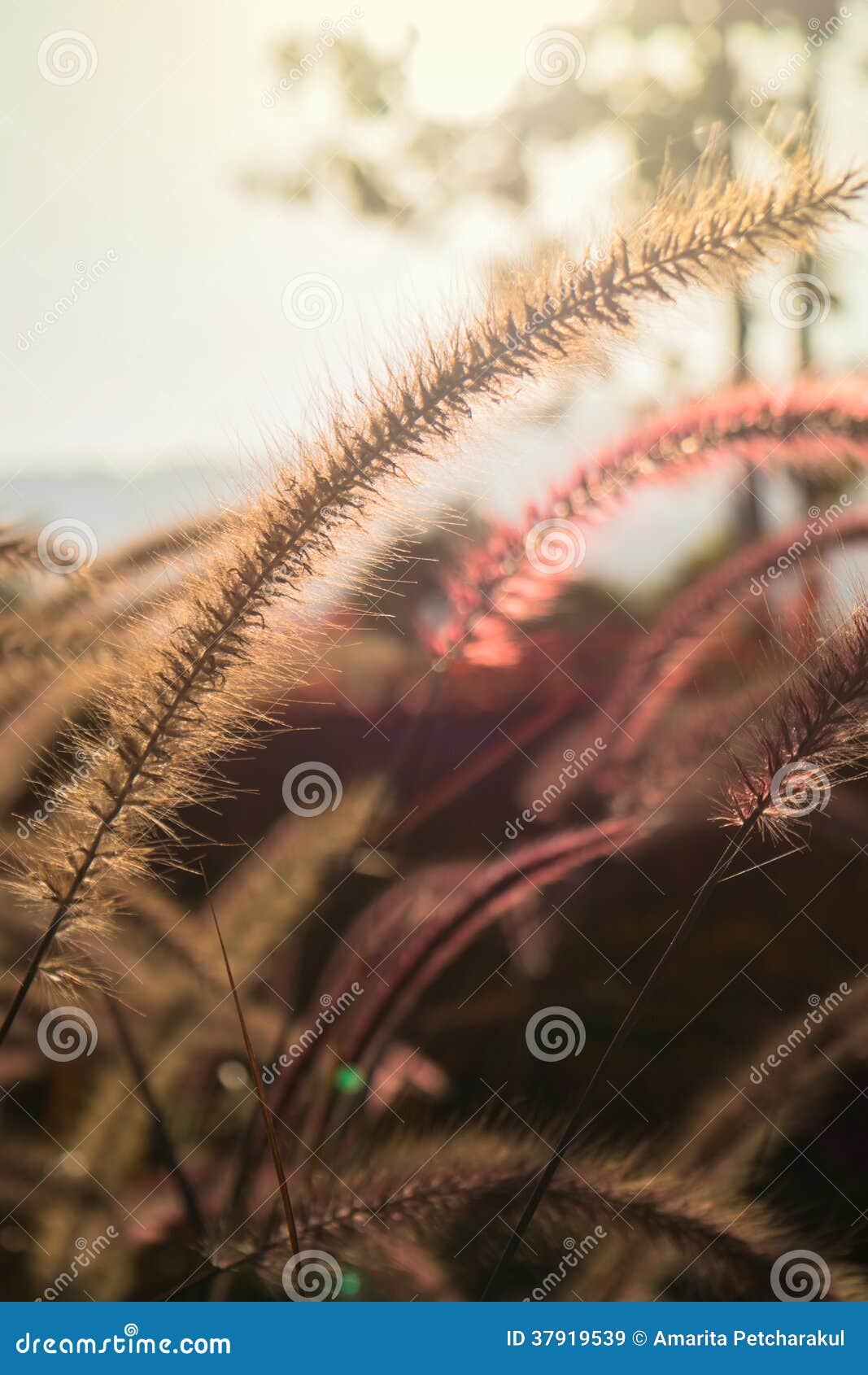 Flowering Grass, Vintage Style Light Stock Image - Image of stalk ...