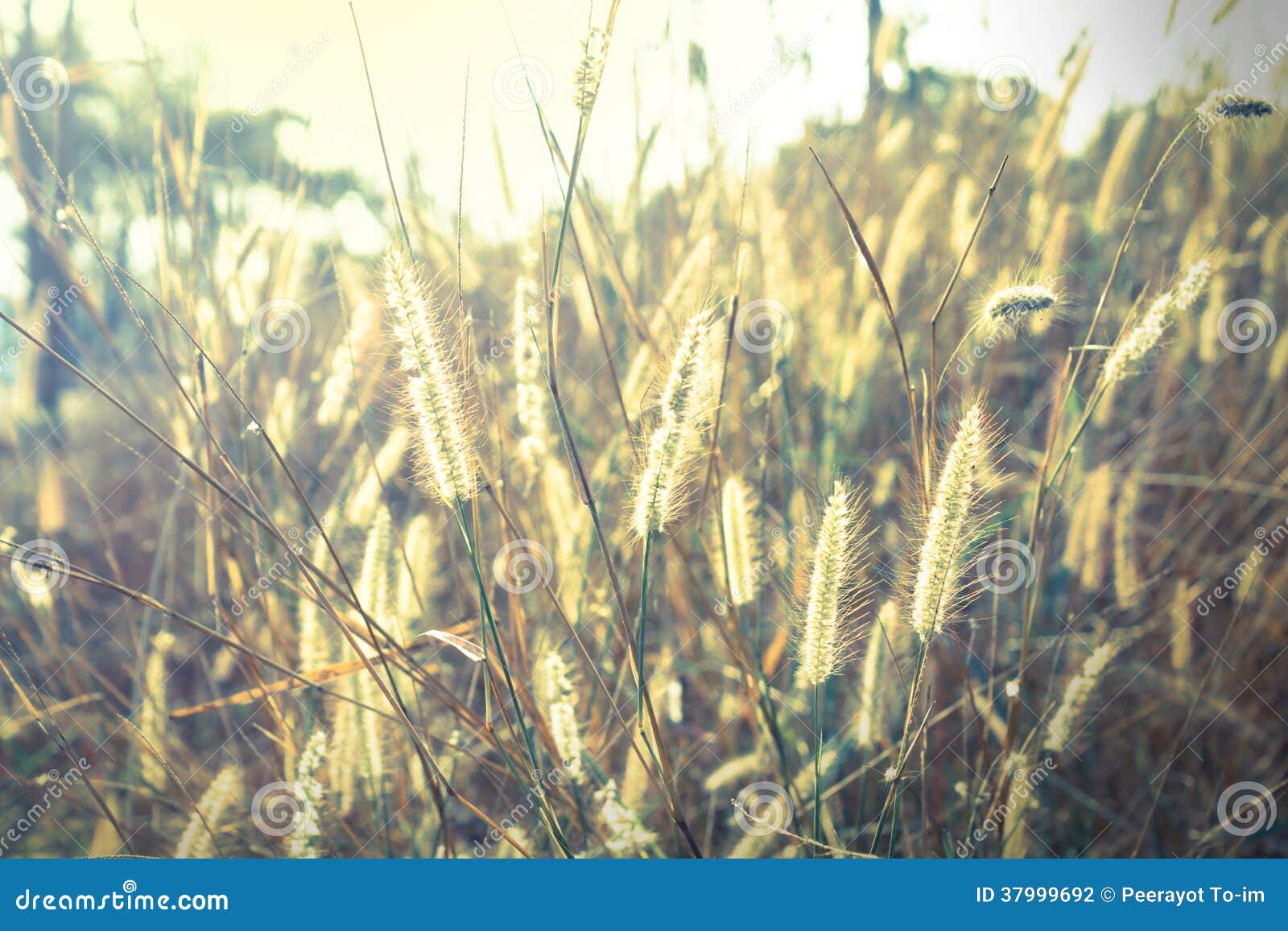 Flowering Grass,vintage Style Light. Stock Photo - Image of vintage ...