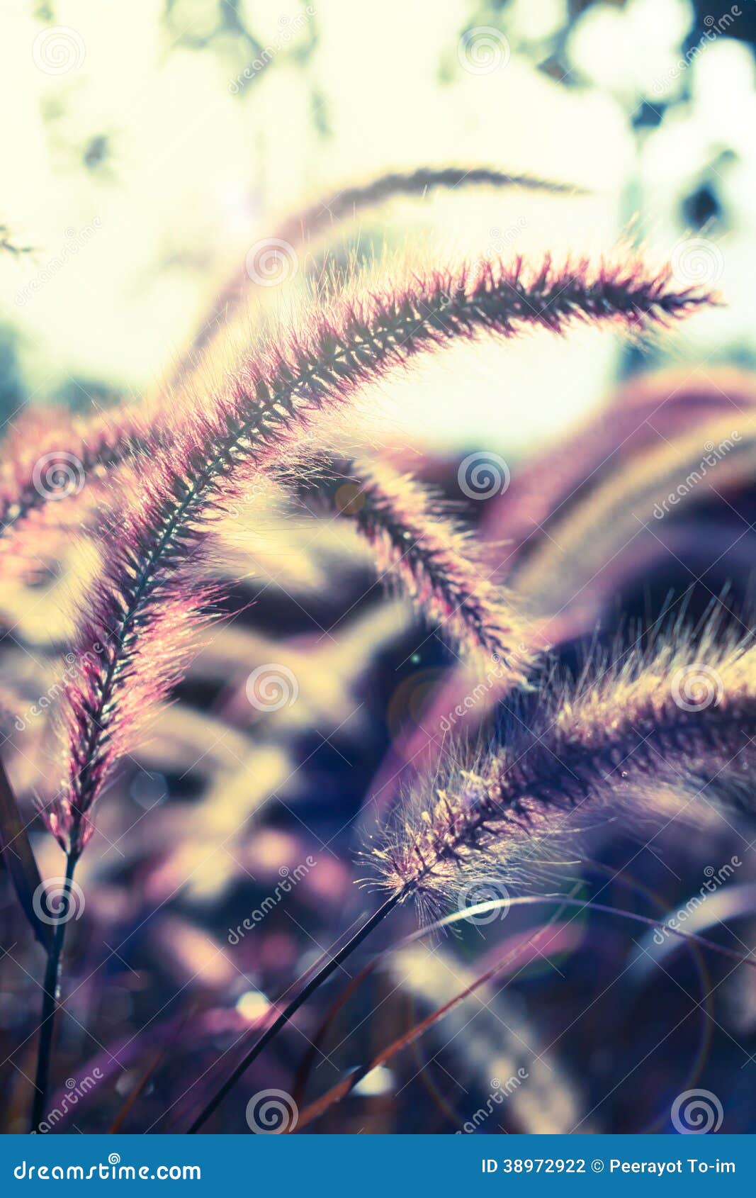 Flowering Grass,vintage Style Light. Stock Photo - Image of meadow ...