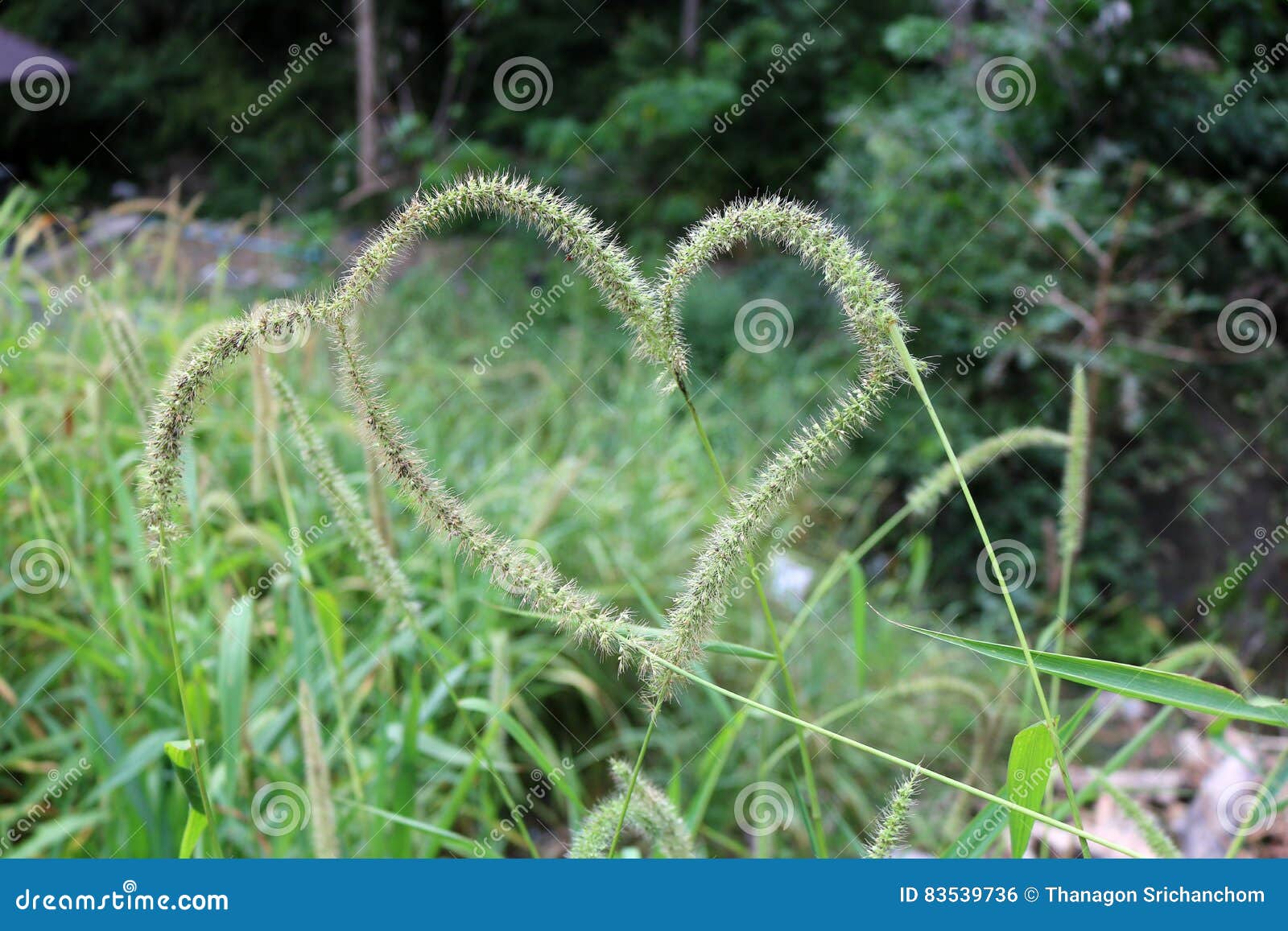 Flowering Grasses Looks Like Heart-shaped. Stock Photo - Image of grass ...