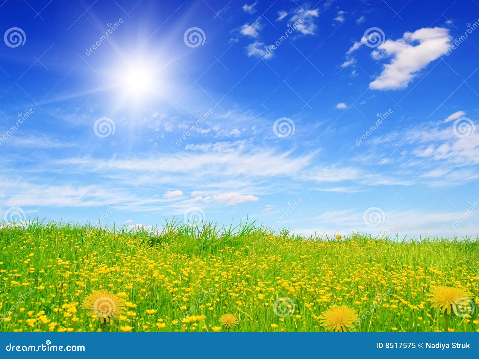 Flowering Green Field and Sun Sky Stock Image - Image of grass, nature ...