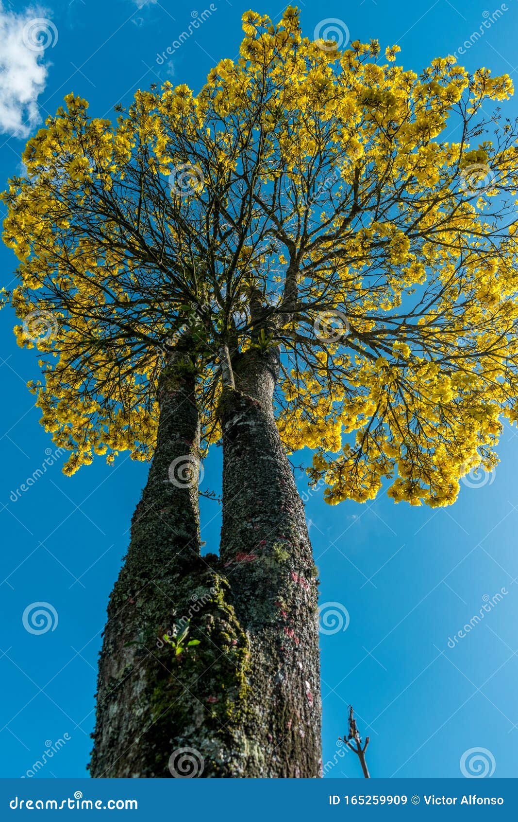 Old Guayacan Tree Scenic Place At Guanica Dry Forest Stock Photography ...