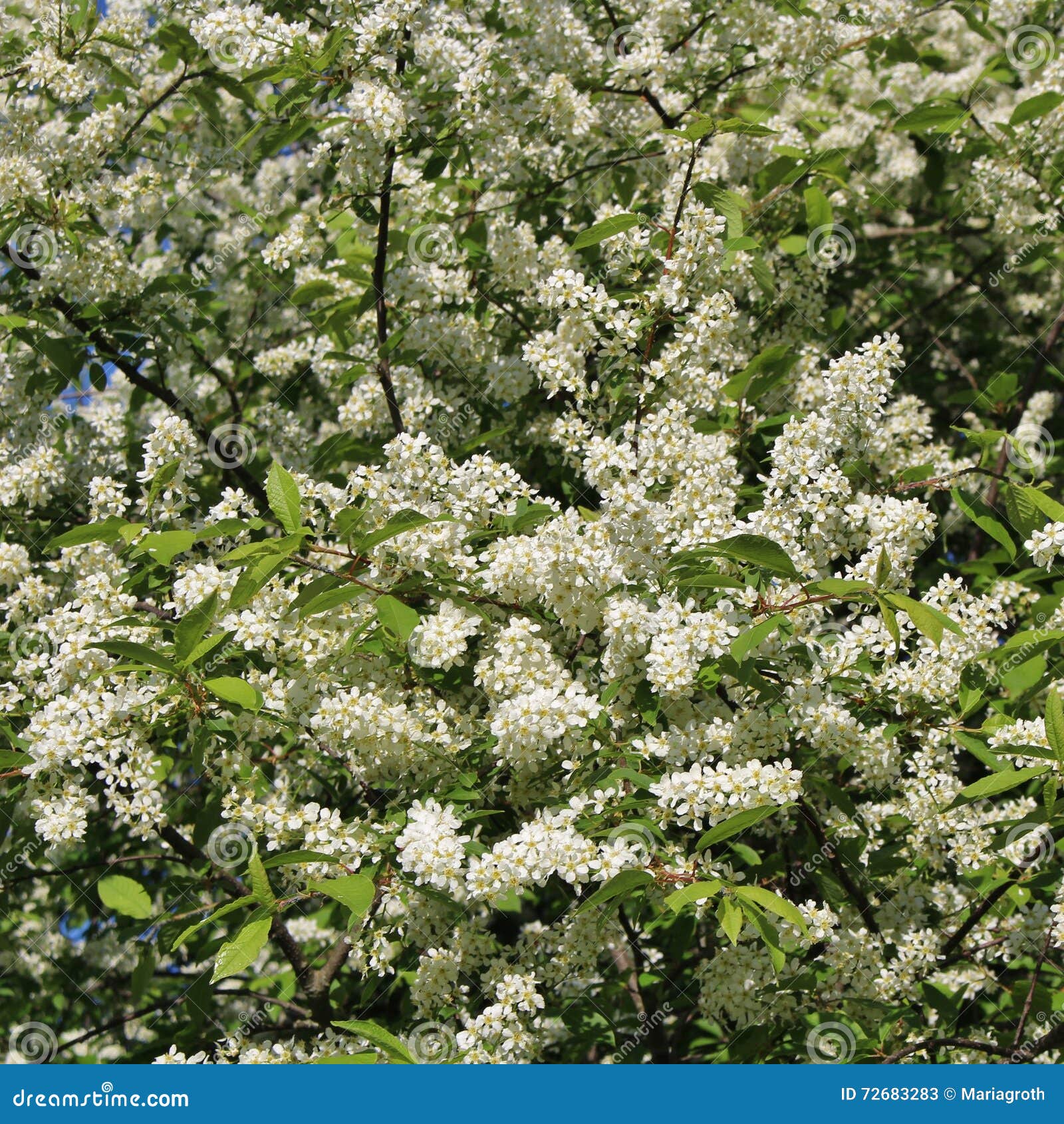 Flowering hackberry stock image. Image of prunus, leaf - 72683283