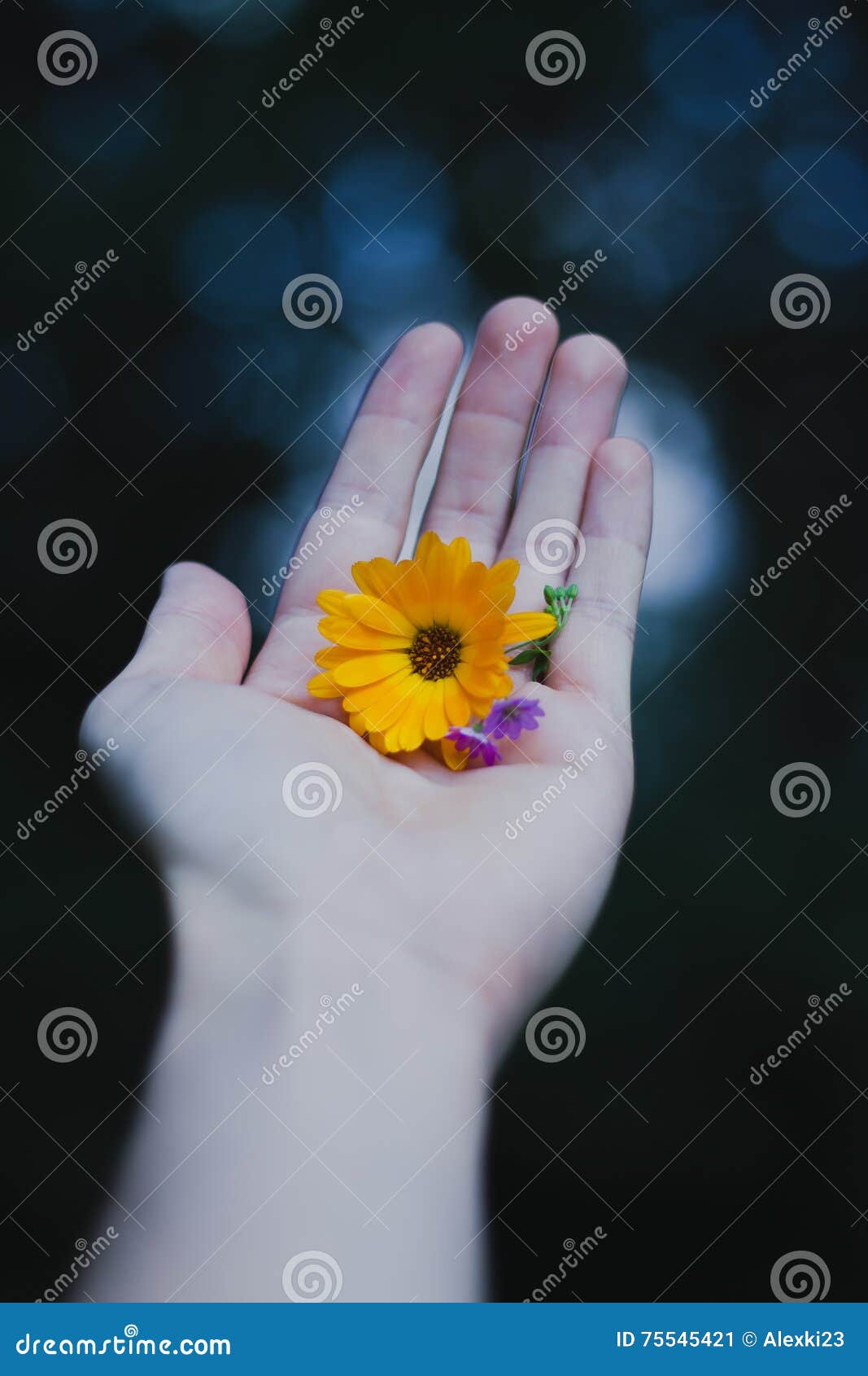 Flowering hand stock image. Image of hand, common, dark - 75545421