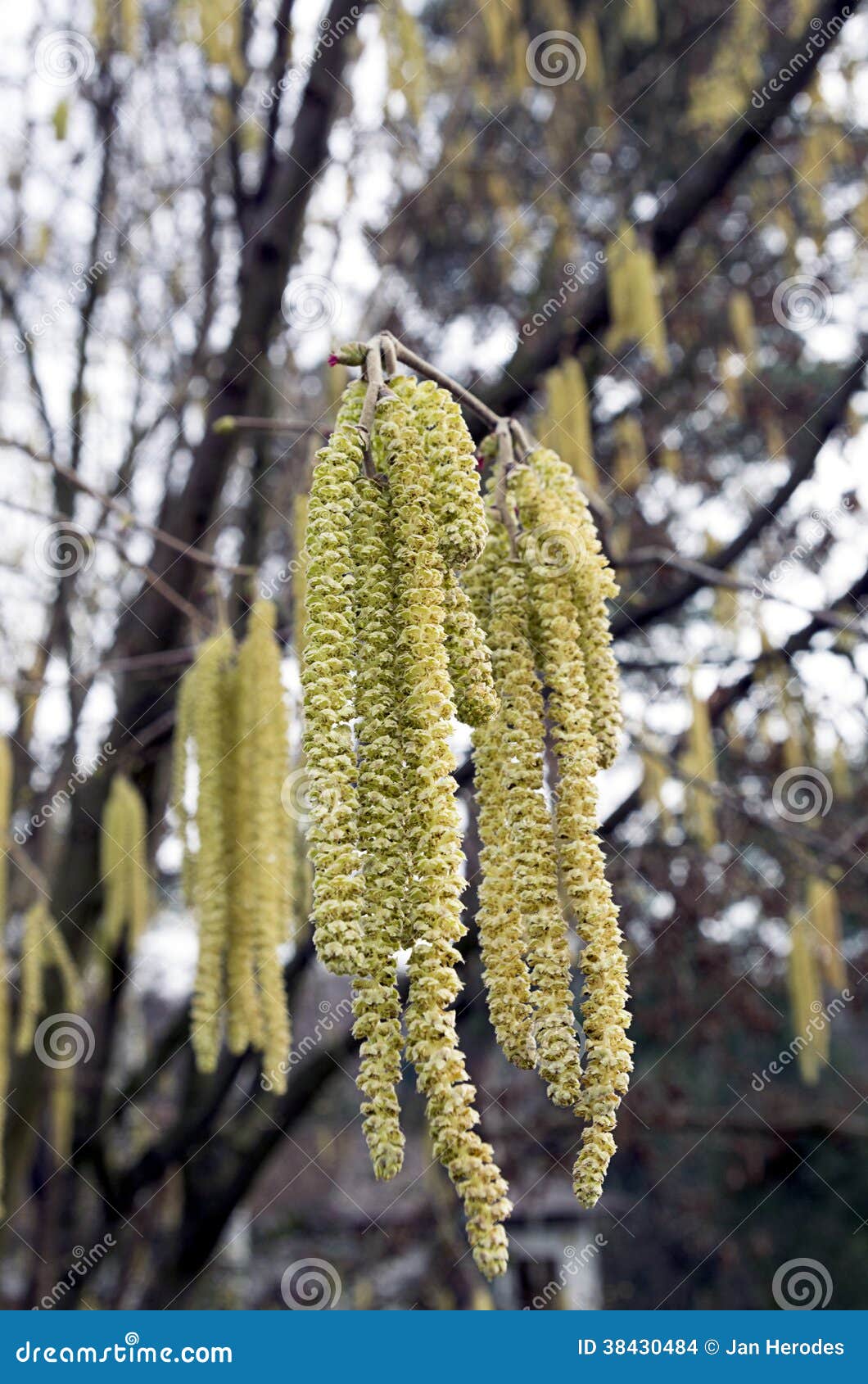 Flowering hazel stock photo. Image of objects, plant - 38430484