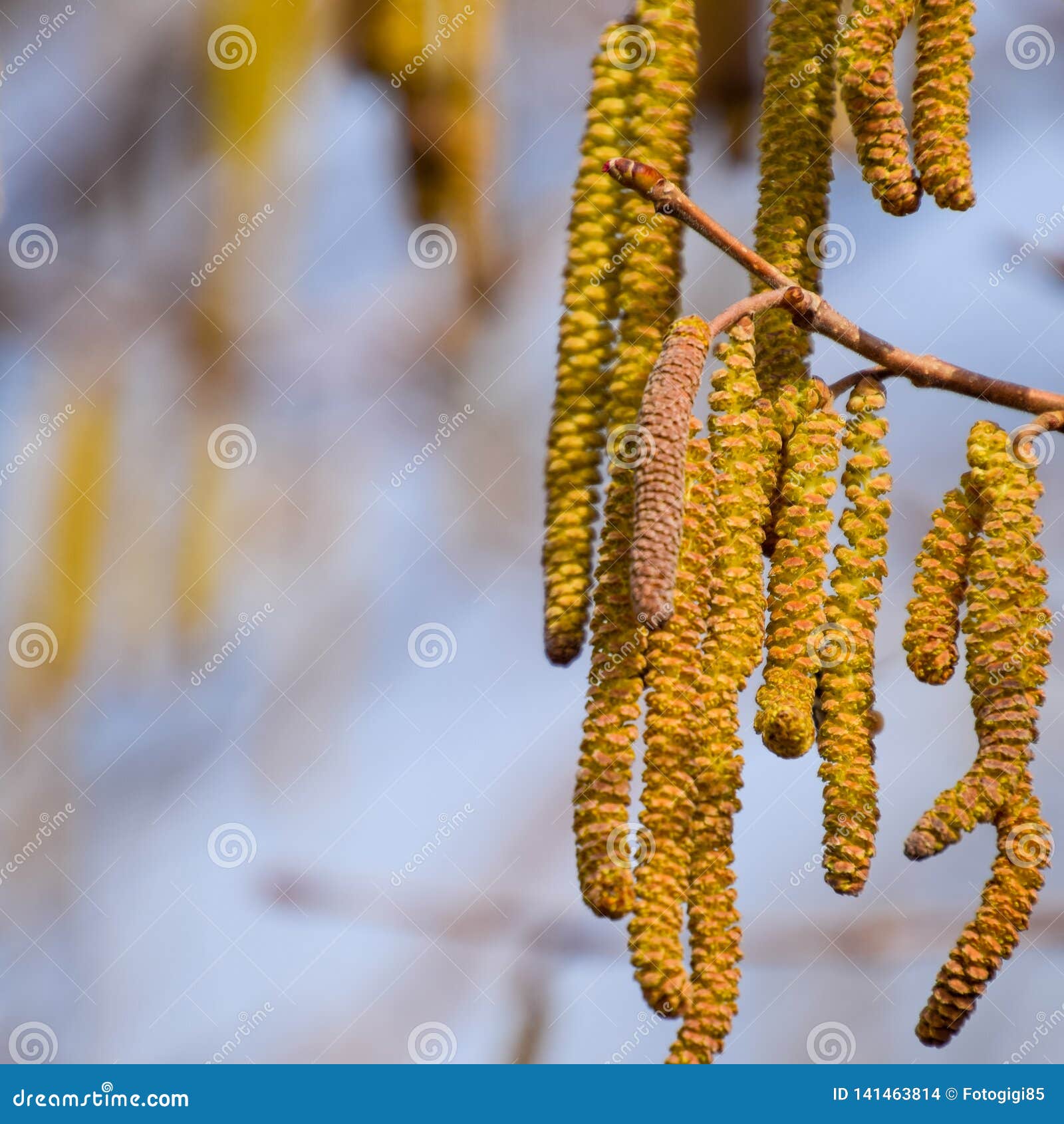 Flowering Hazel Hazelnut. Hazel Catkins Stock Photo - Image of costs ...