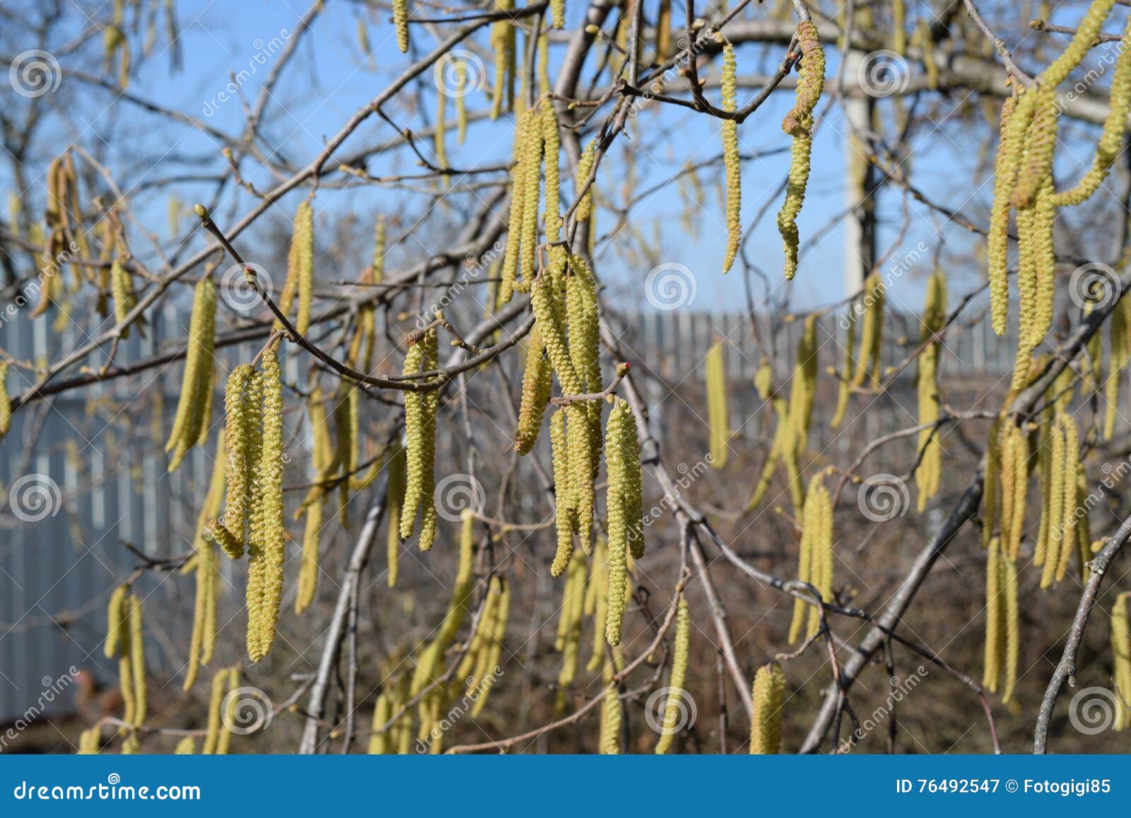 Flowering hazel hazelnut stock image. Image of catkin - 76492547