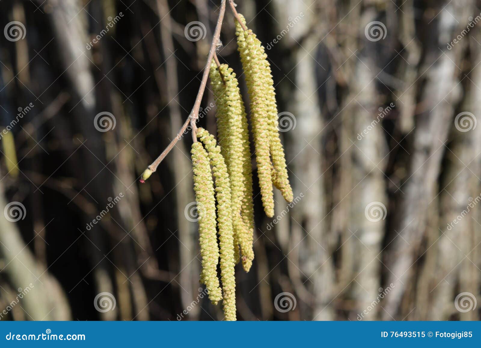 Flowering hazel hazelnut stock image. Image of catkin - 76493515