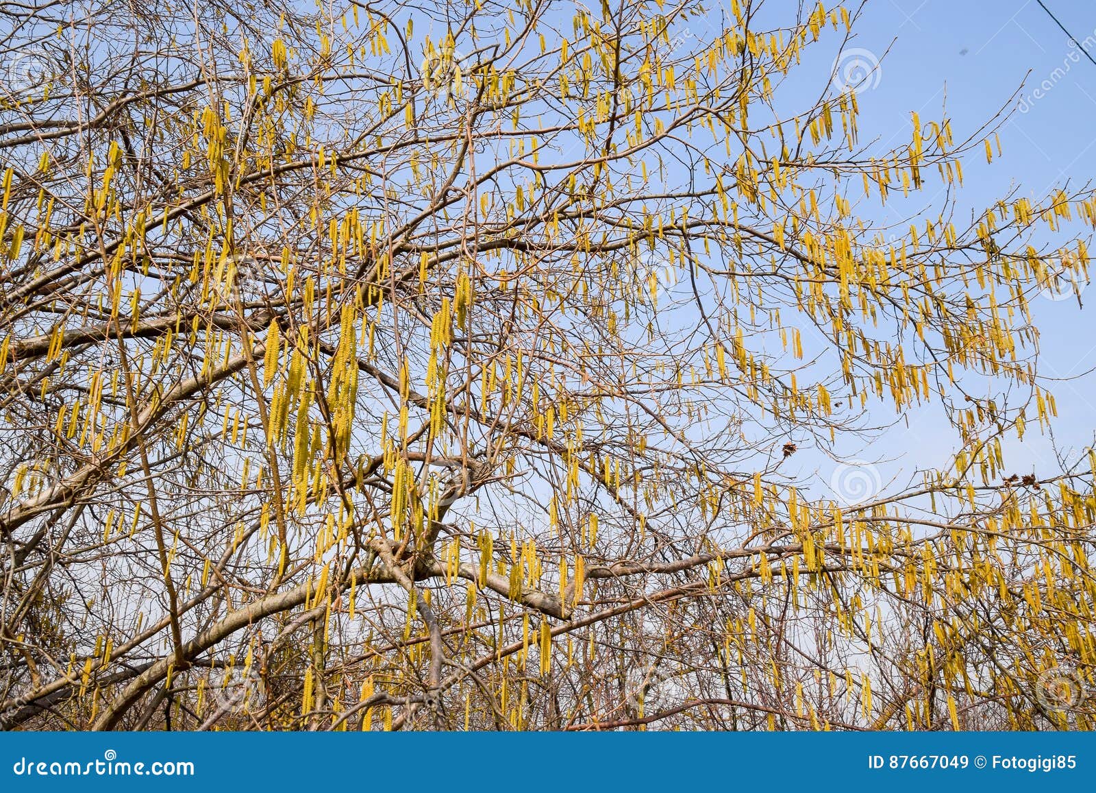 Flowering Hazel Hazelnut. Hazel Catkins on Branches. Stock Image ...