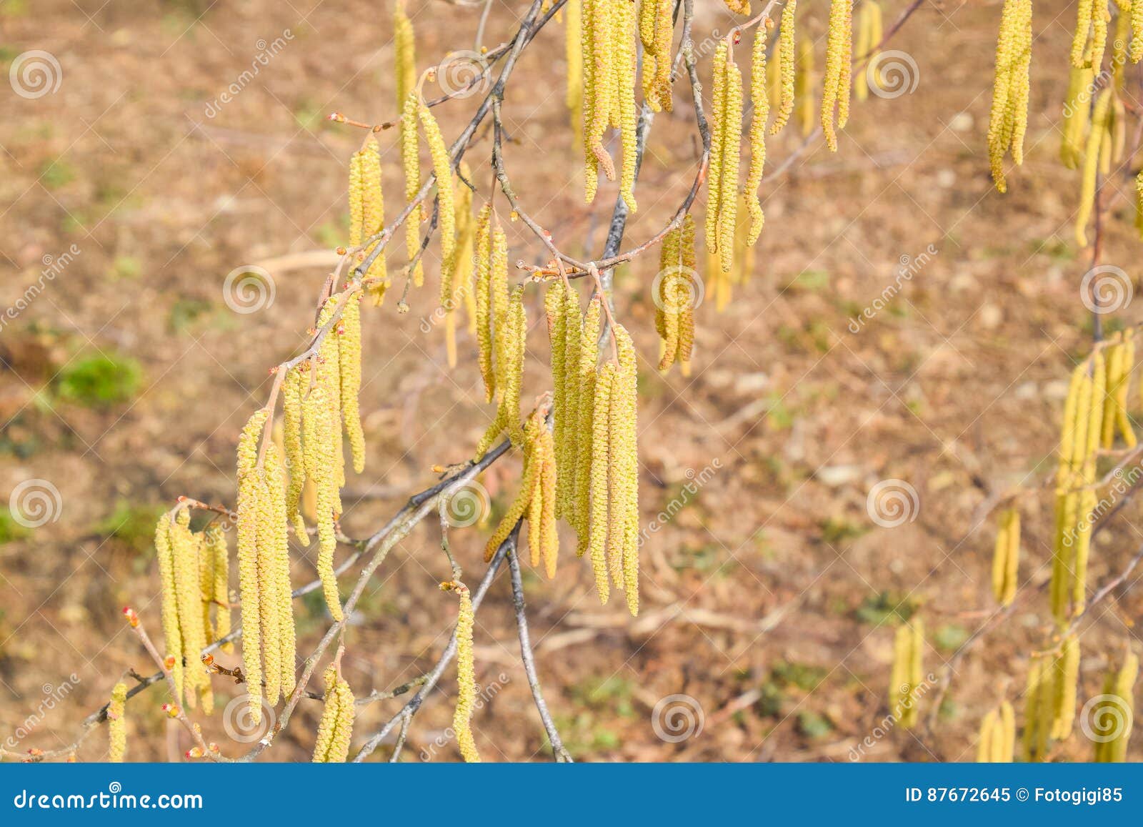 Flowering Hazel Hazelnut. Hazel Catkins on Branches. Stock Image ...