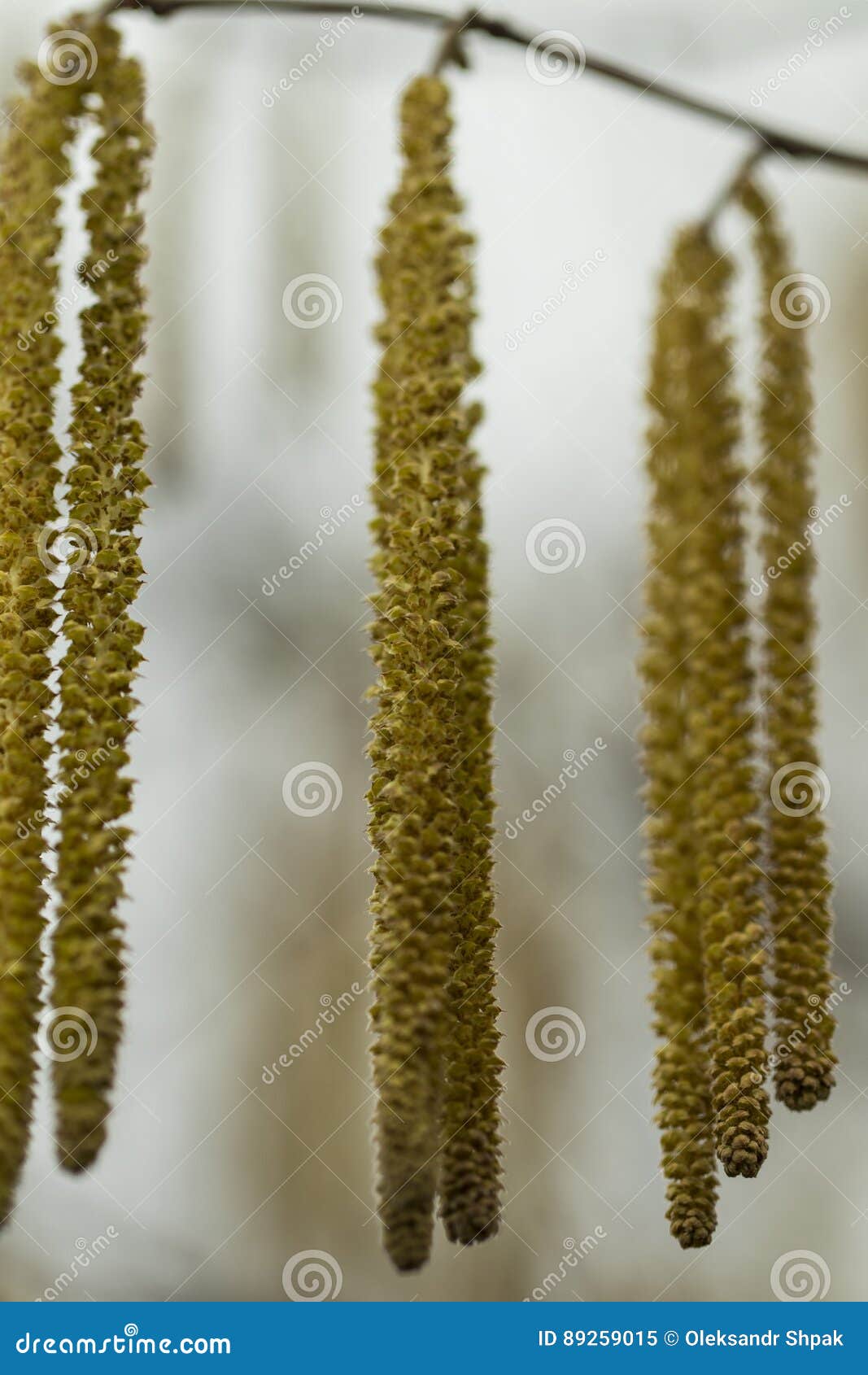 Flowering Hazel Hazelnut. Hazel Catkins on Branches Stock Image - Image ...