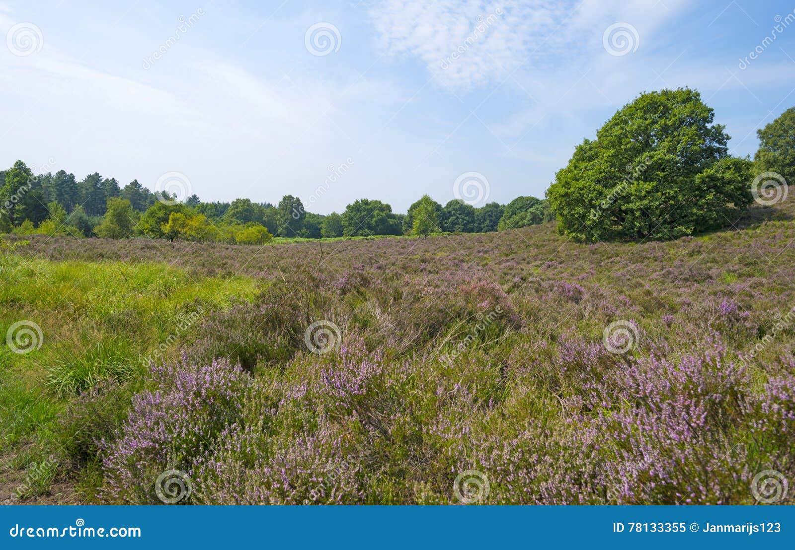Flowering Heath in a Forest in Summer Stock Image - Image of blue ...