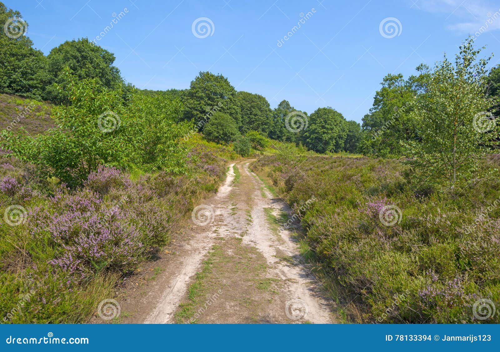 Flowering Heath in a Forest in Summer Stock Photo - Image of horizon ...