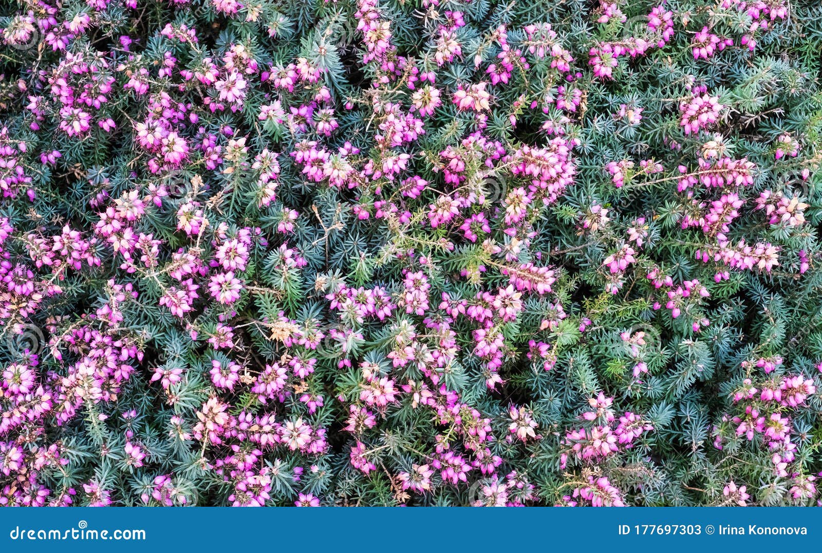 Flowering Heather. Erica Gracilis Stock Image - Image of flowerbed ...