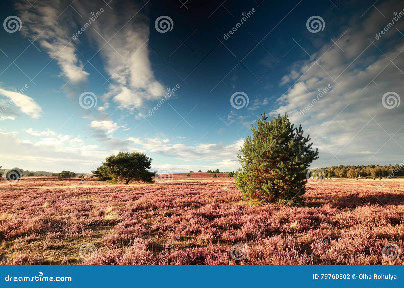 Flowering Heather during Sunny Day Stock Photo - Image of nature ...