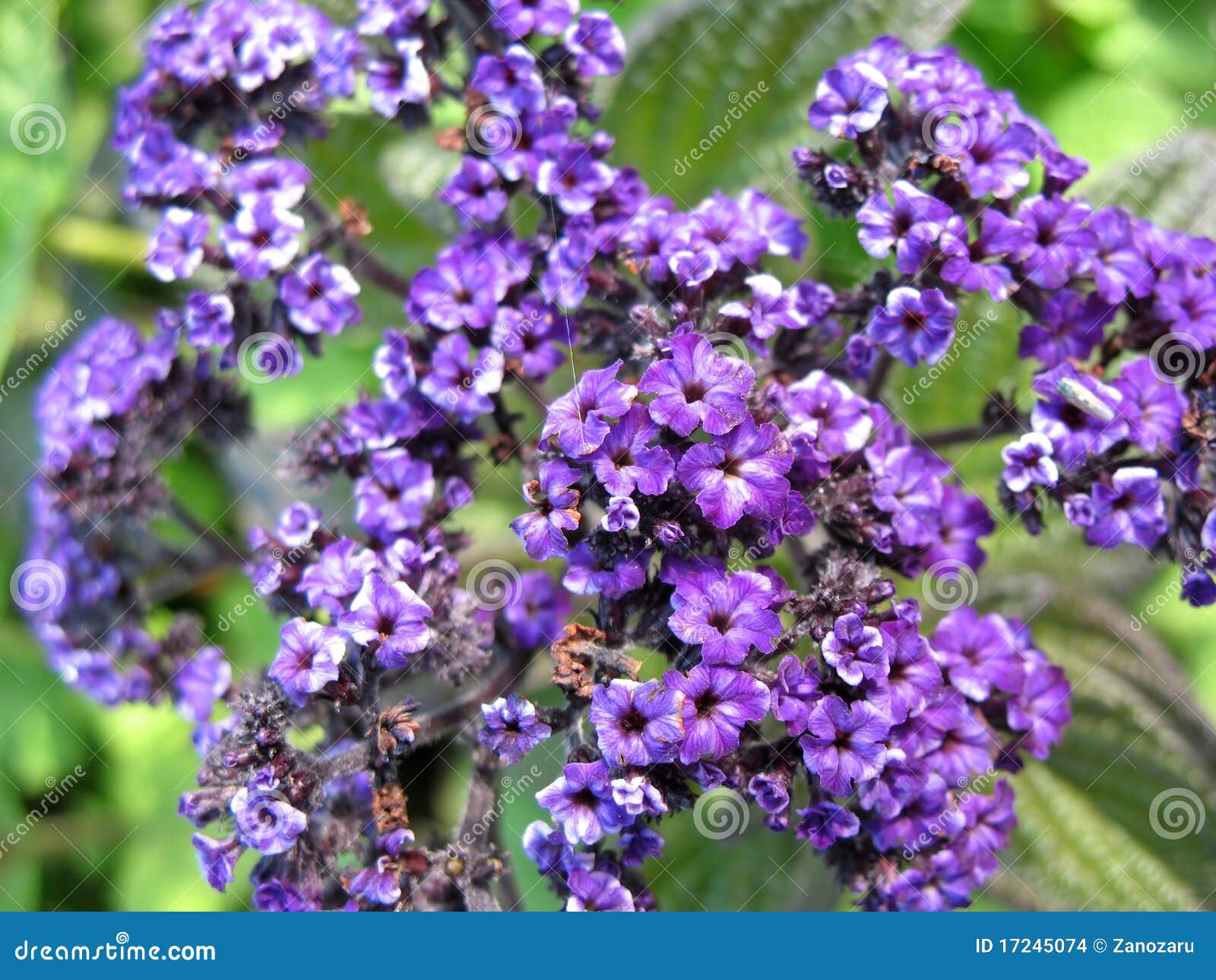 Flowering Heliotrope (Heliotrpium) Stock Photo - Image of petal, dark ...